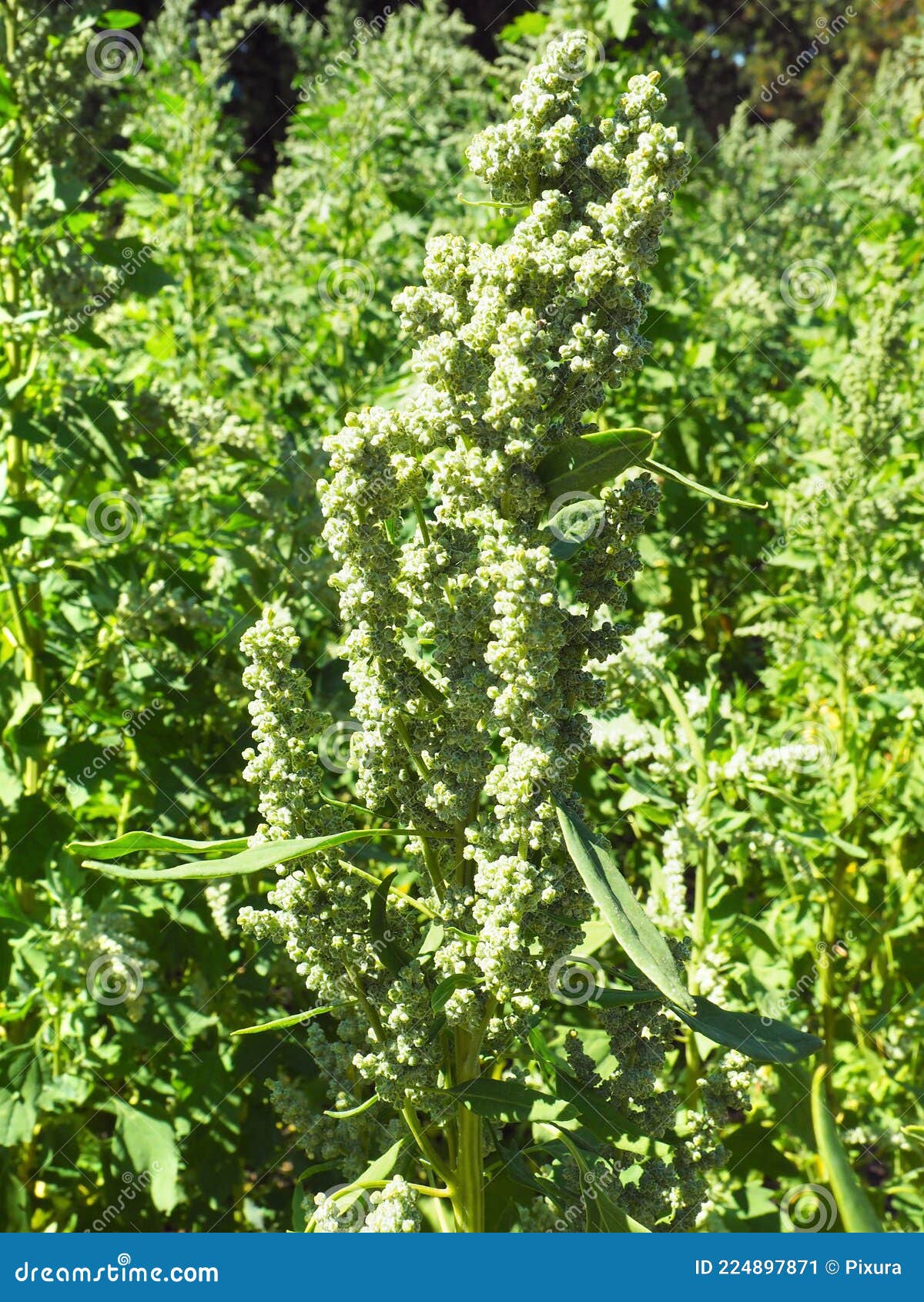 Quinoa Food Field - Agriculture in Summer Stock Image - Image of quinoa ...