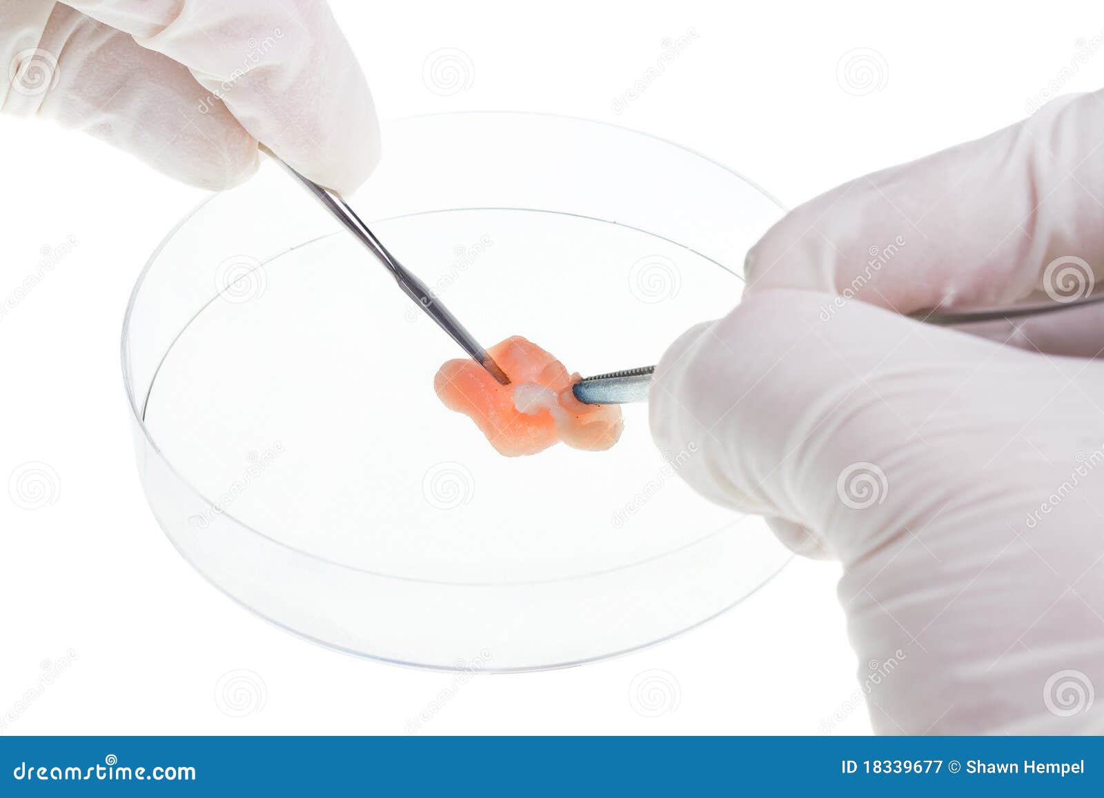 Food Research Scientist Analyzes Meat Specimen Stock Image - Image of ...