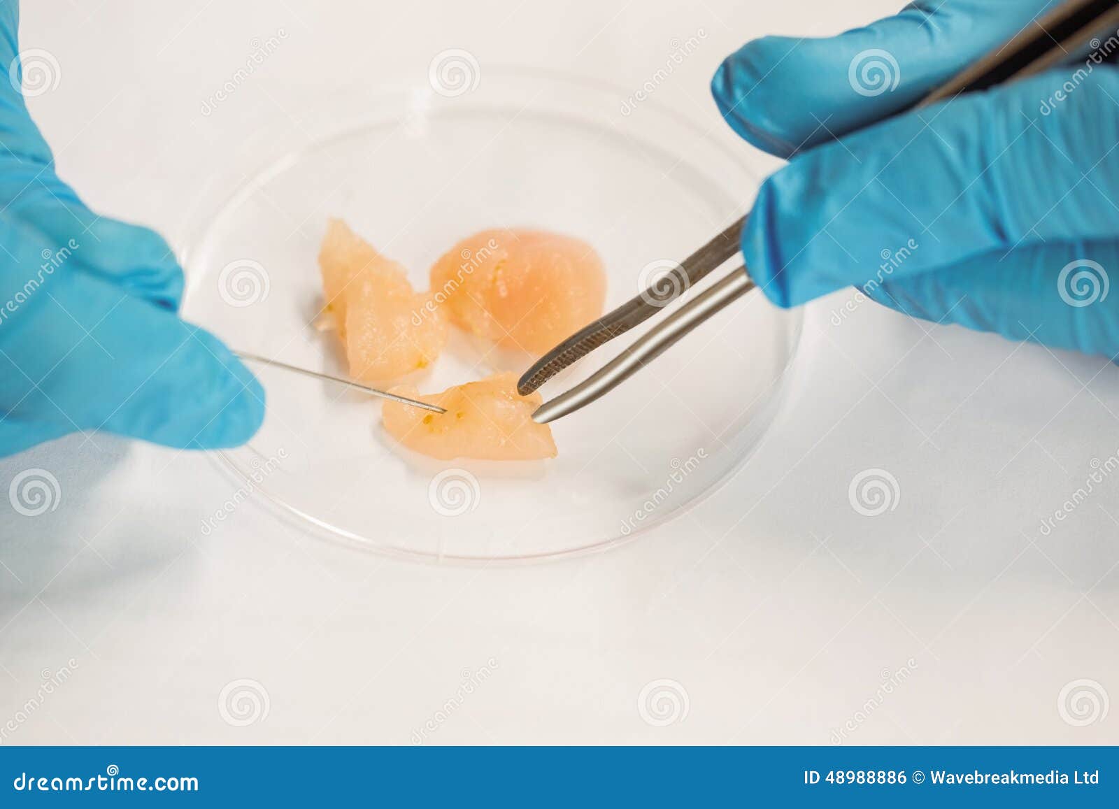 Food Scientist Dissecting Raw Chicken Stock Photo - Image of biology ...