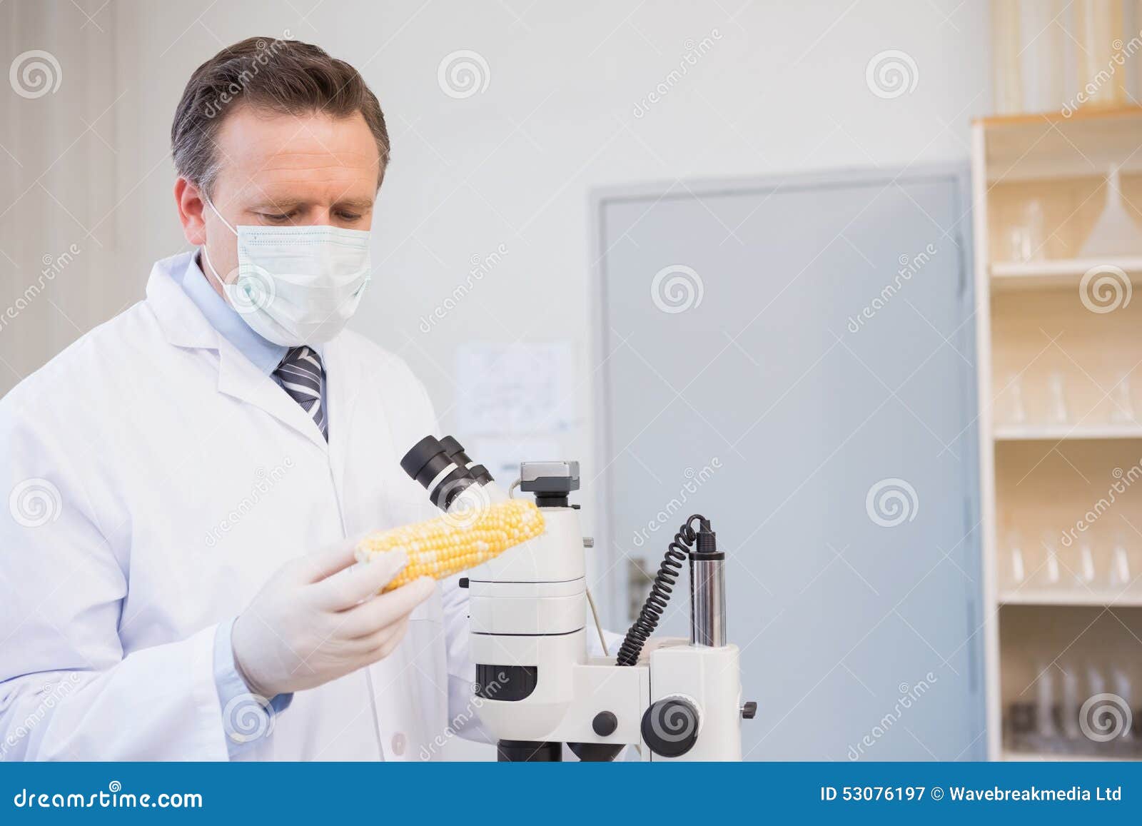 Food Scientist Examining Corn Stock Image - Image of biotechnology ...