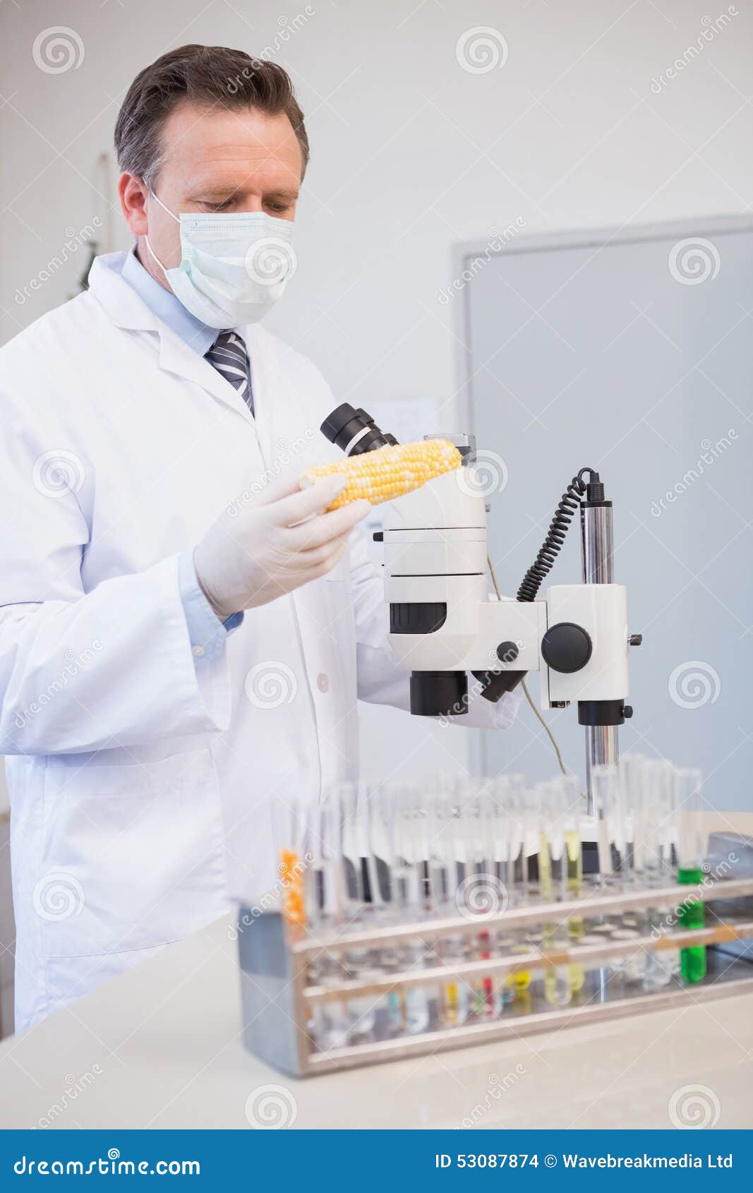 Food Scientist Examining Corn Stock Photo - Image of biology, adult ...