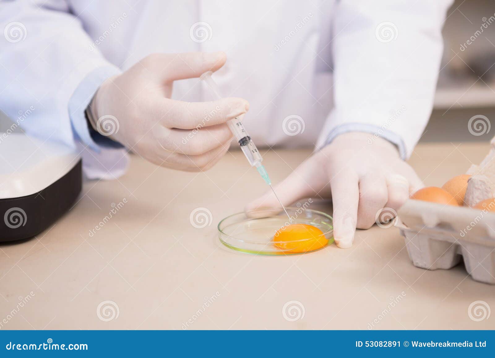 Food Scientist Examining Egg Yolk Stock Image - Image of science, petri ...