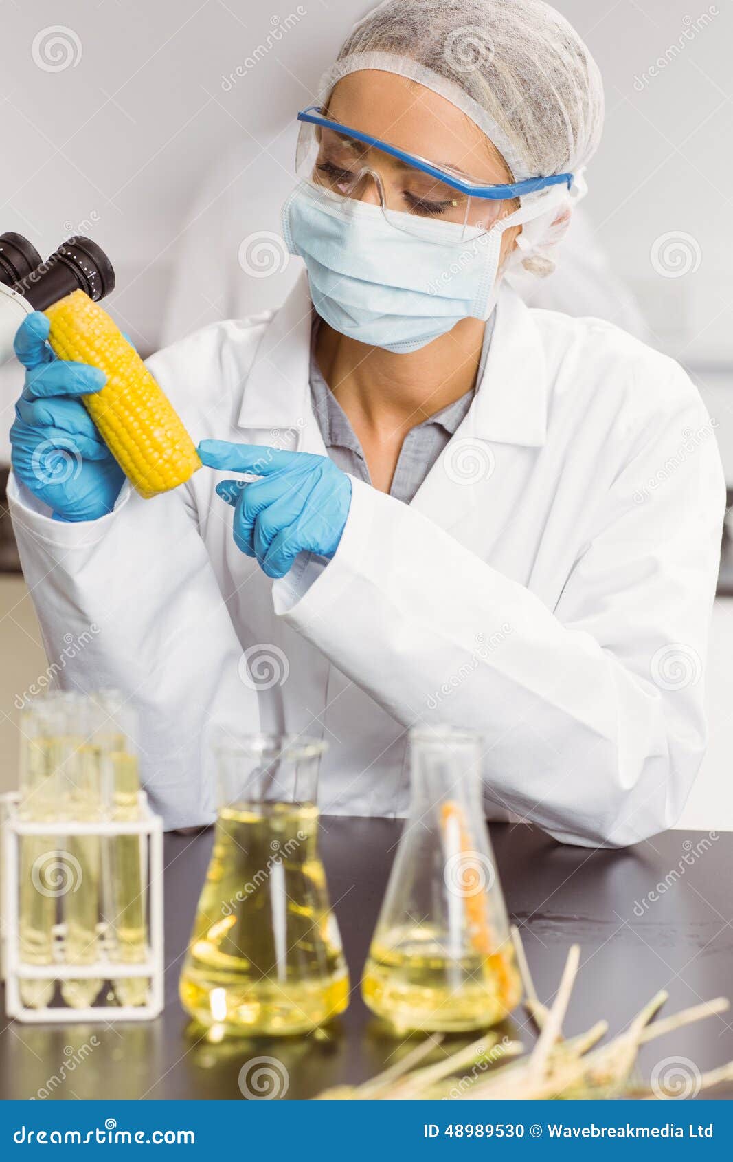Food Scientist Looking at Corn Cob Stock Photo - Image of adult ...