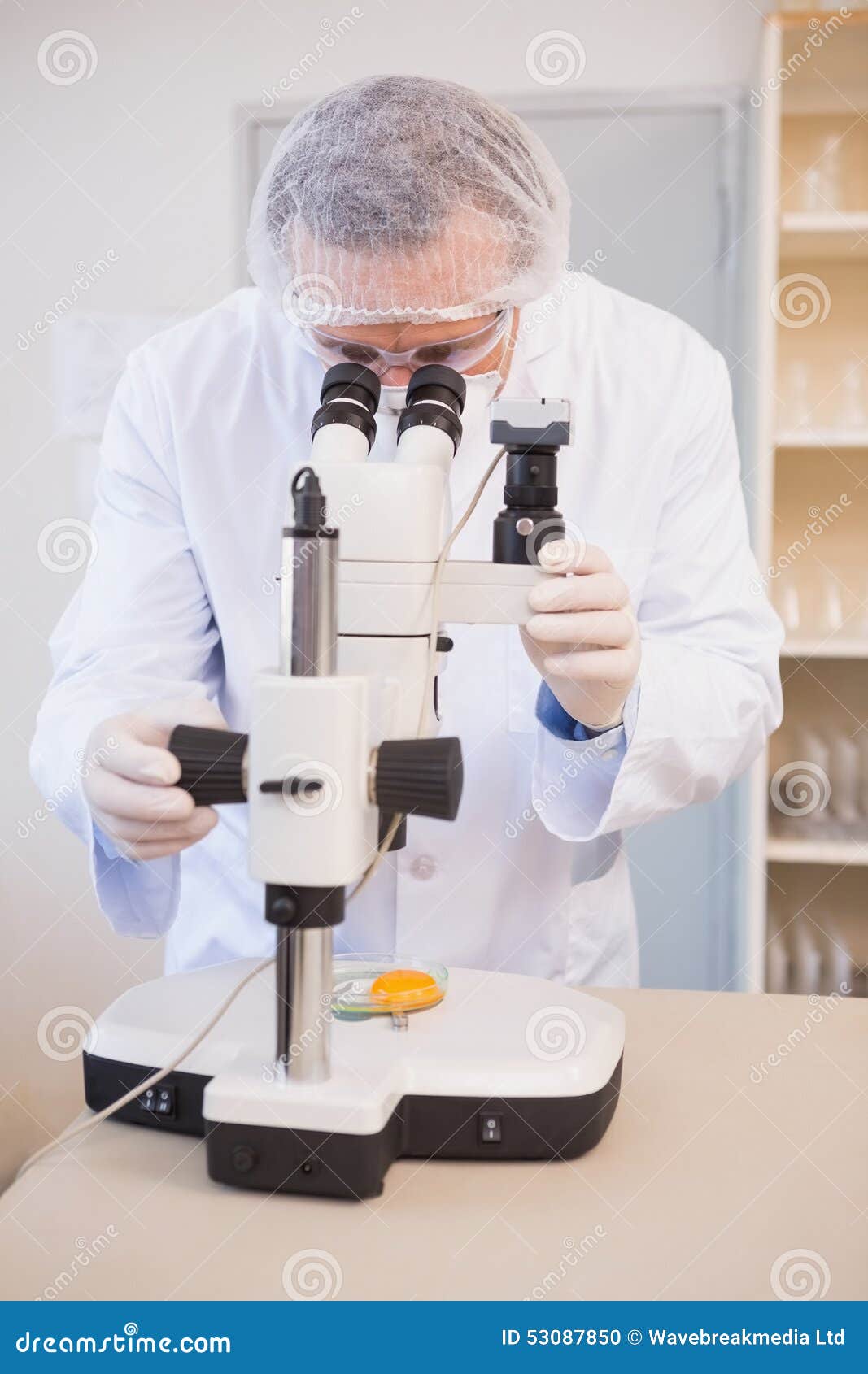 Food Scientist Looking at Egg Yolk through Microscope Stock Photo ...