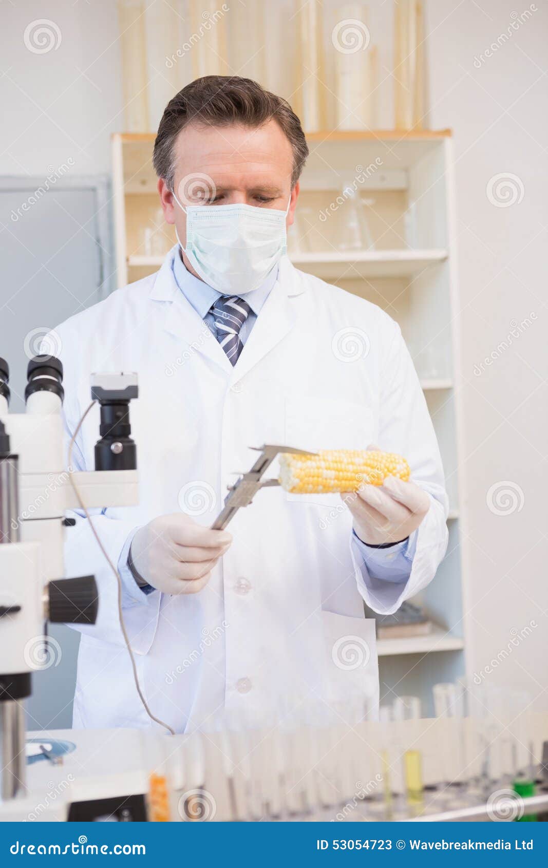 Food Scientist Measuring Corn Stock Image - Image of holding ...