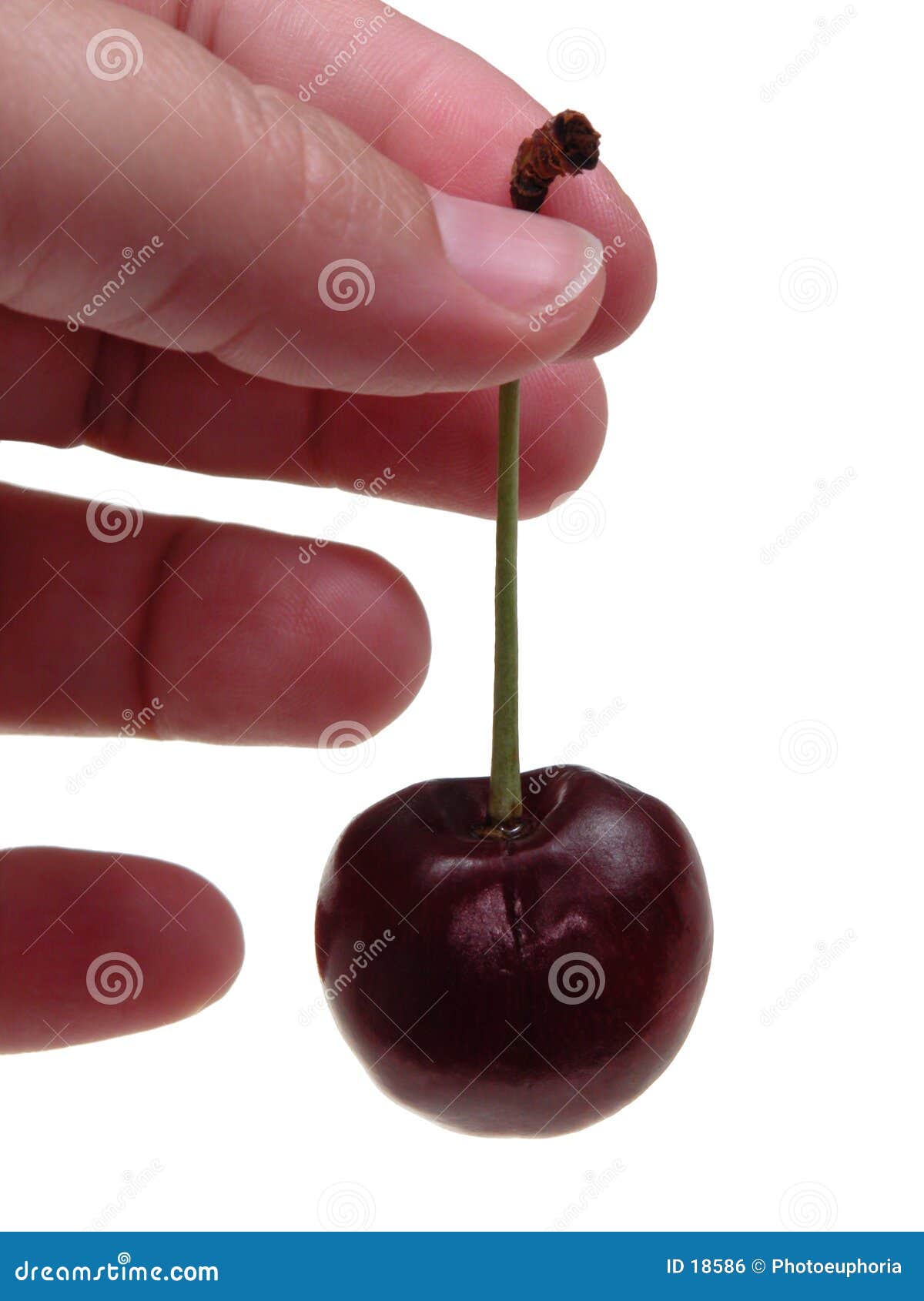 Food: Single Cherry stock photo. Image of stem, hand, white - 18586