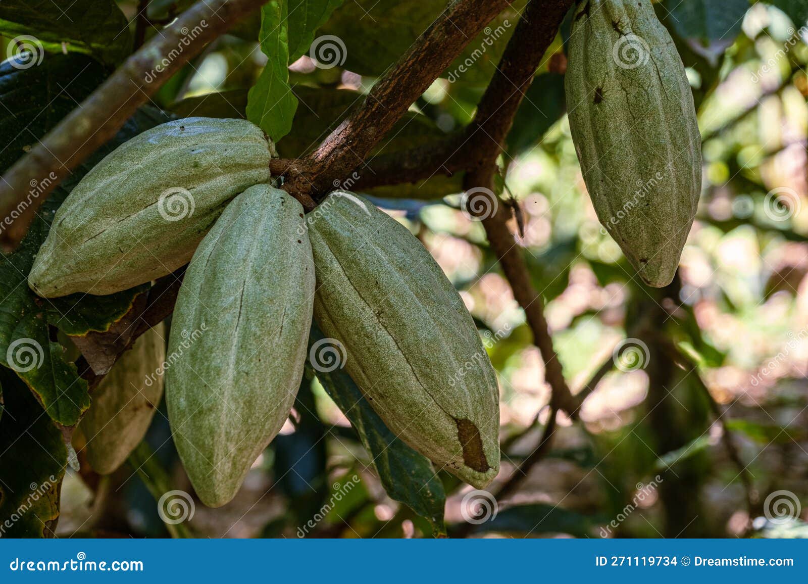 Green Cacao Pods On Cacao Tree Stock Photography | CartoonDealer.com ...