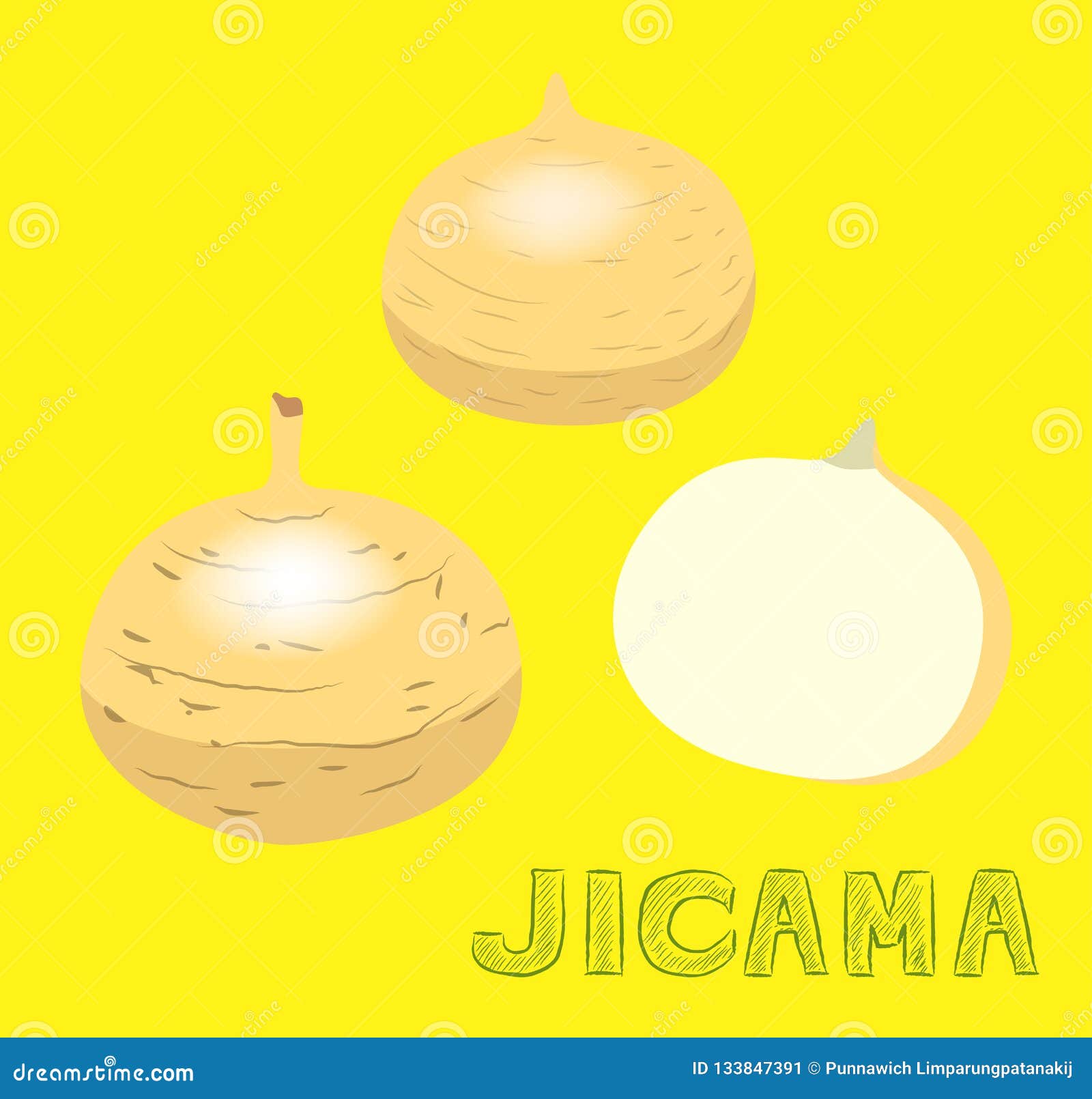 Vegetable Kind Jicama Vector Illustration Stock Vector - Illustration ...