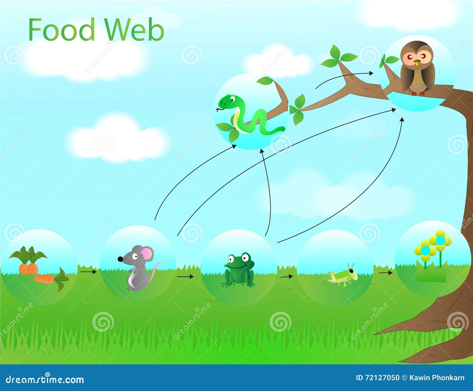 Food web stock illustration. Illustration of vector, consumer - 72127050