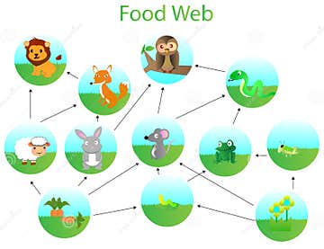 Food web stock vector. Illustration of vector, rabbit - 72127176