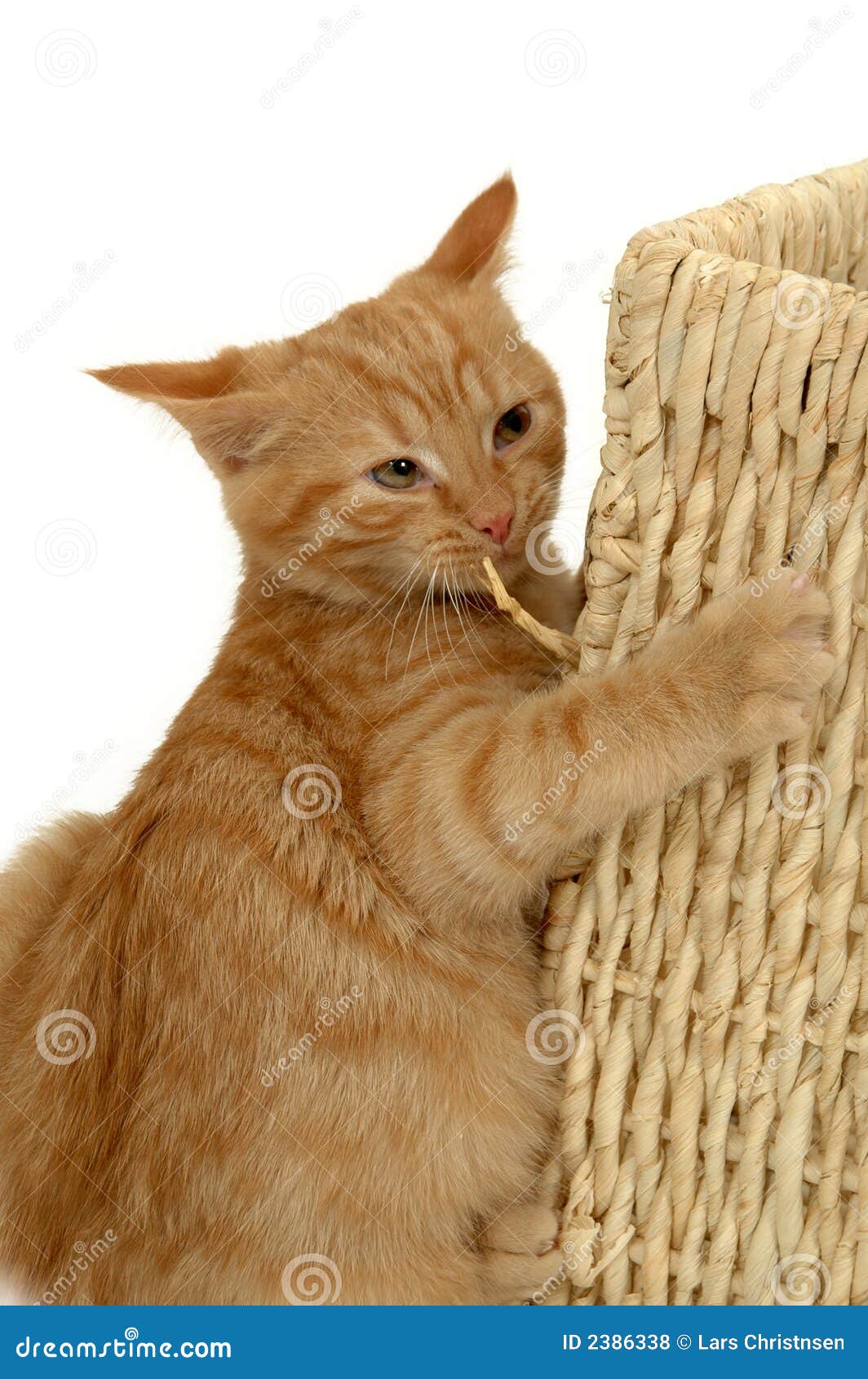 Foolish kitten stock photo. Image of baby, concept, animal - 2386338
