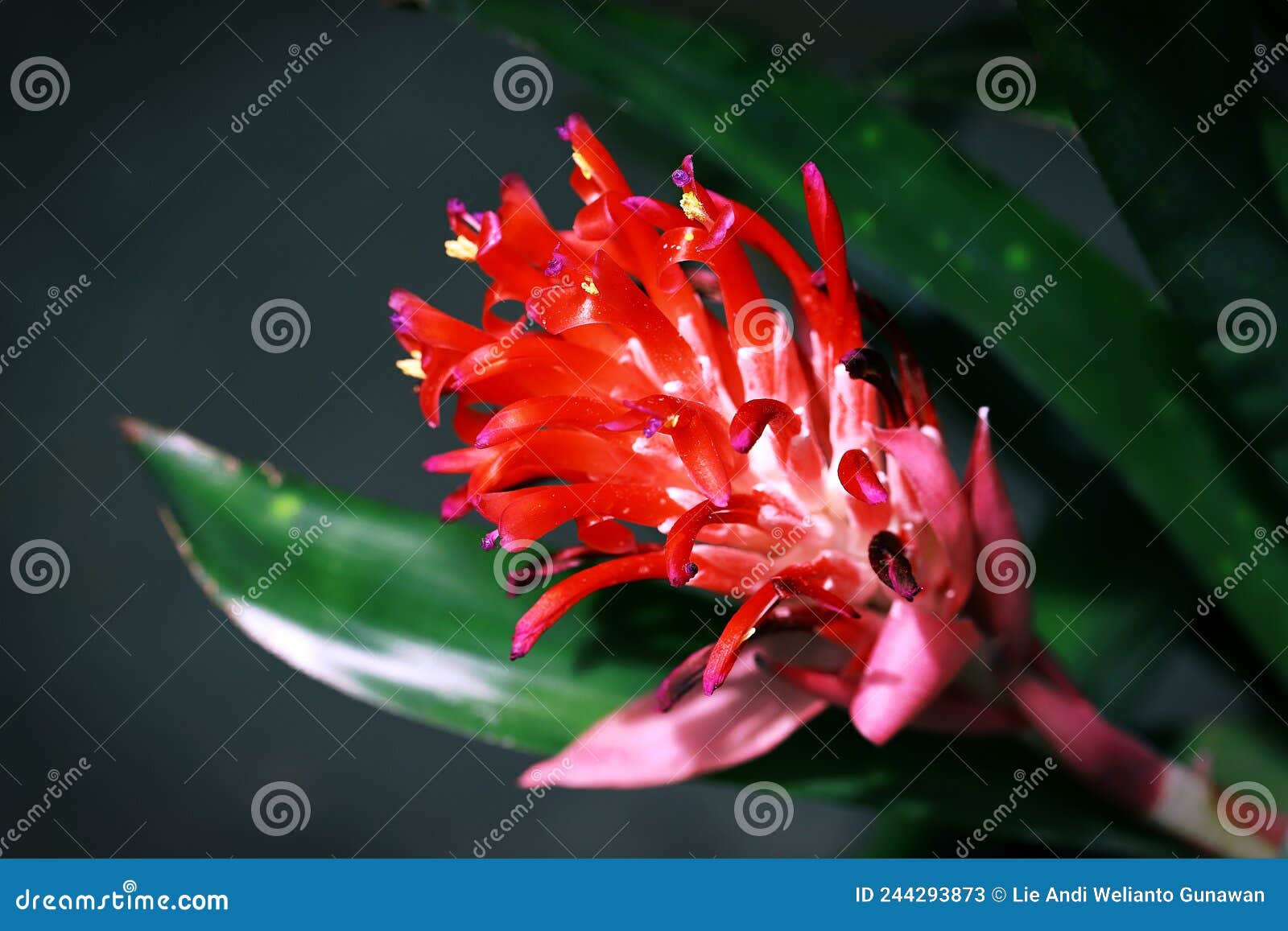Foolproof Plant Aka Flaming Torch Flower Stock Image - Image of ...