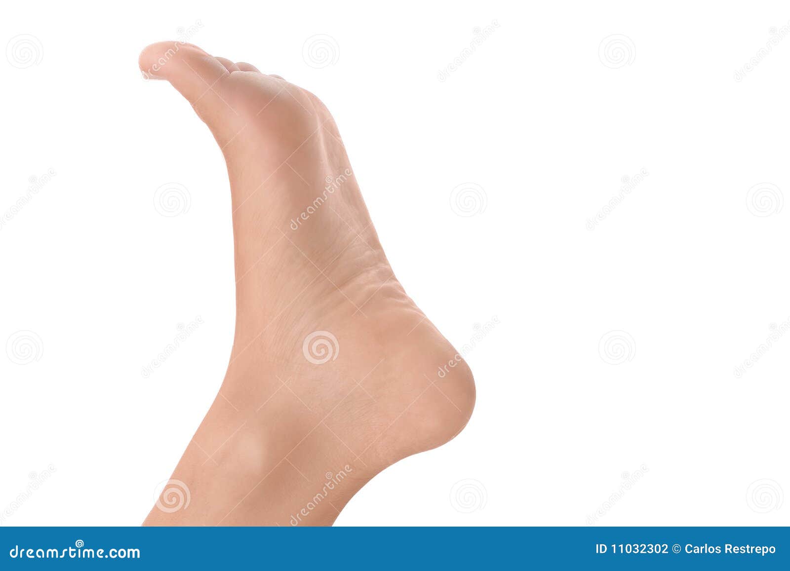 Foot stock photo. Image of ankle, skin, woman, white - 11032302