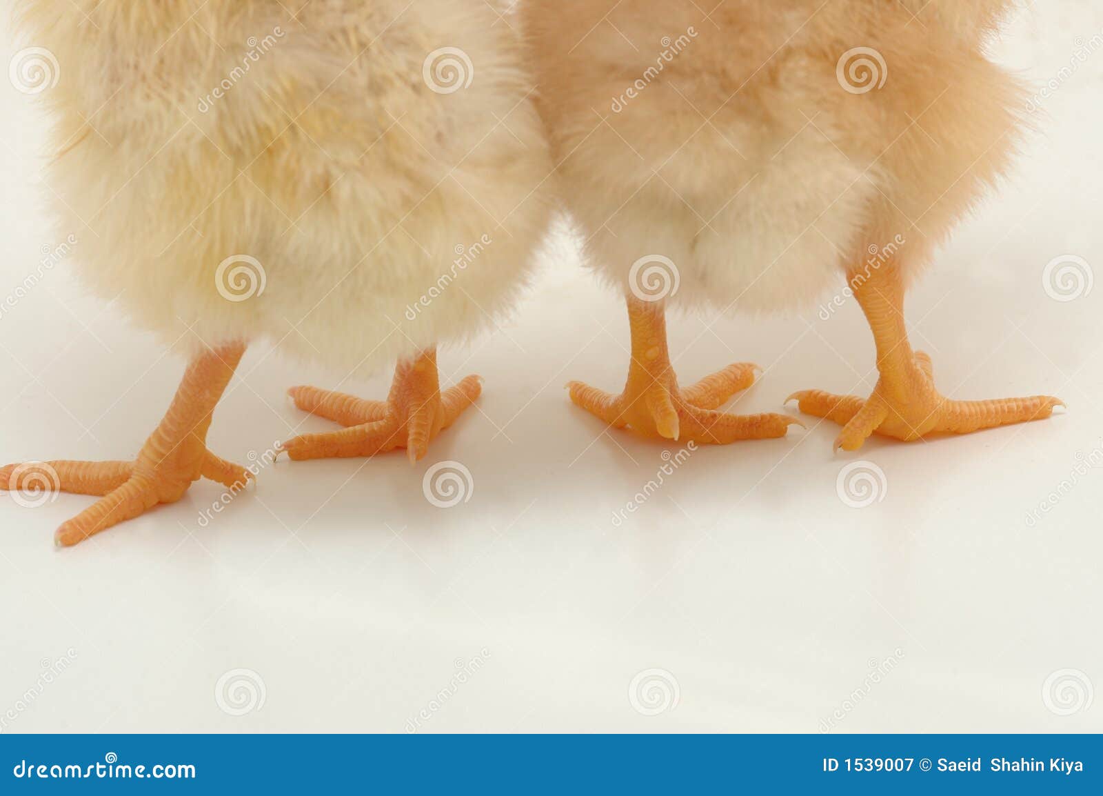 Foot stock image. Image of newborn, chicken, hatched, animal - 1539007