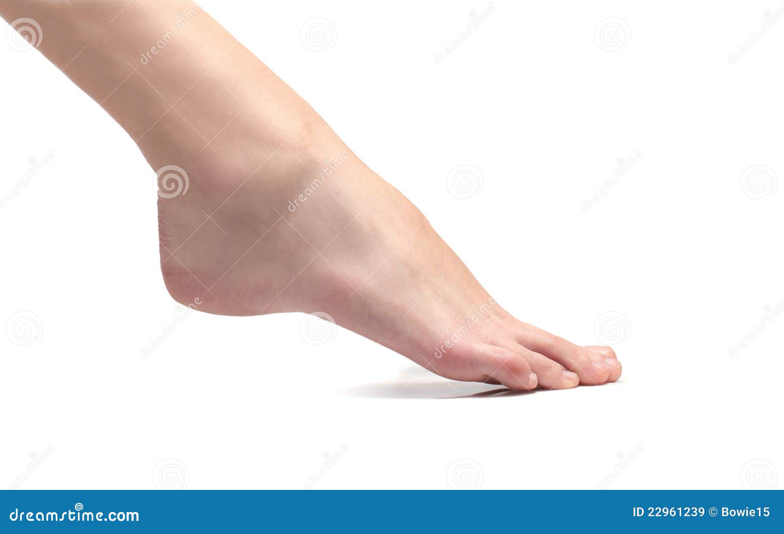 Foot stock image. Image of feet, white, young, female - 22961239