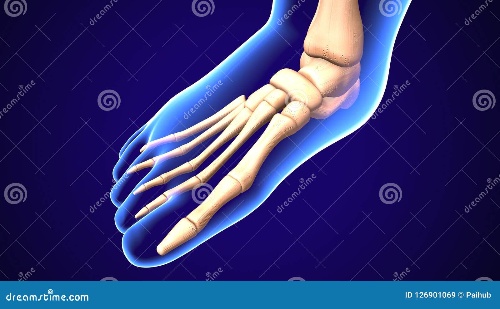 3d Illustration of Baby Foot Bones Anatomy Stock Illustration ...