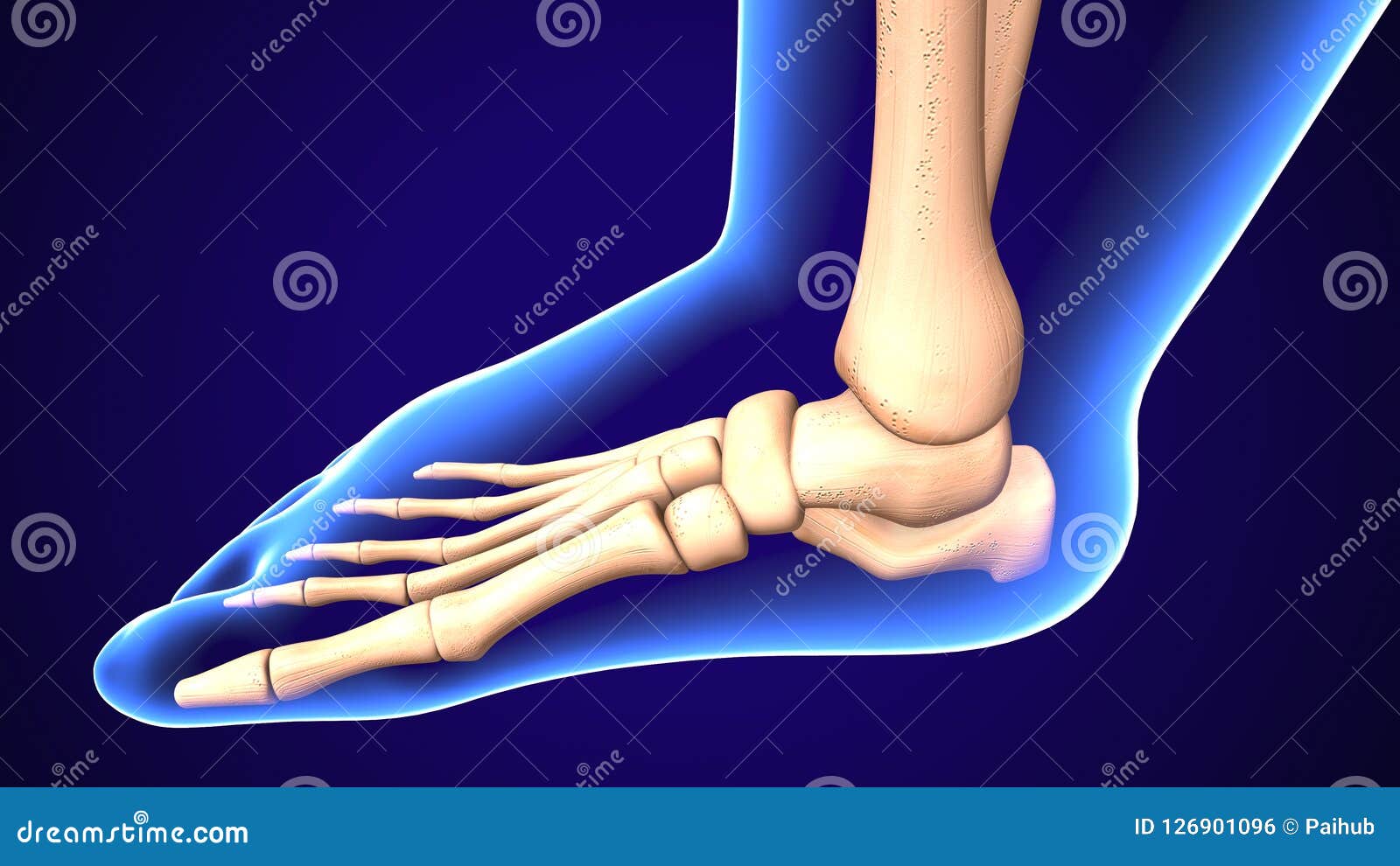 3d Illustration Of Baby Foot Bones Anatomy Stock Illustration ...