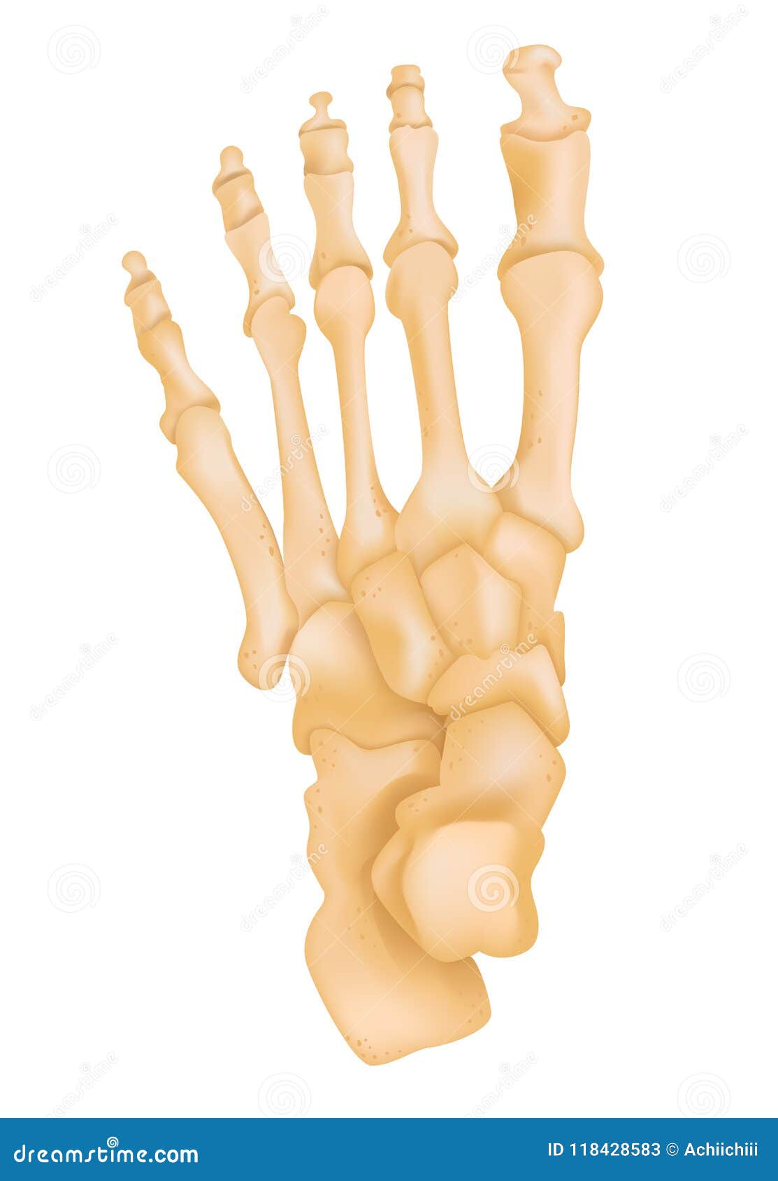 Foot bone anatomy stock vector. Illustration of healthy - 118428583
