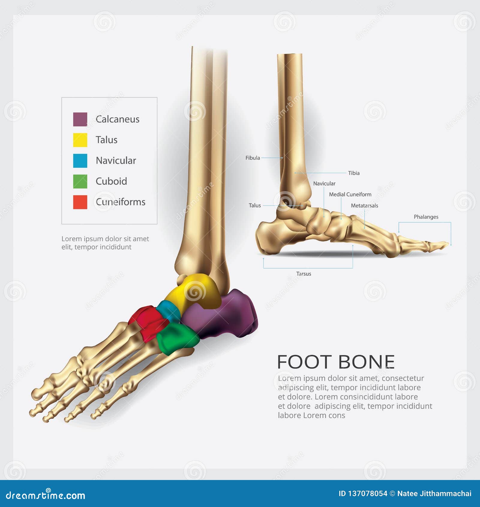 Foot Bone Anatomy stock vector. Illustration of absorber - 137078054