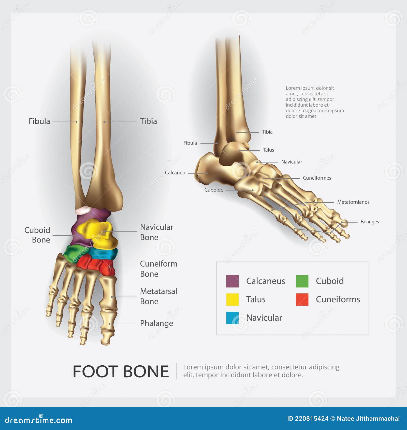 Foot Bone Anatomy stock vector. Illustration of hind - 220815424