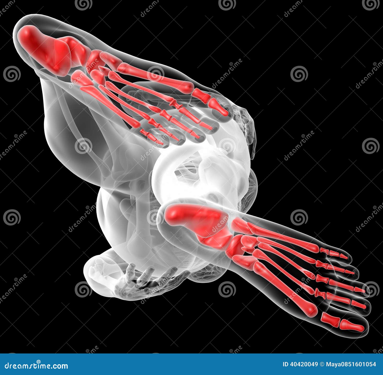 Foot Bone Anatomy Vector Illustration | CartoonDealer.com #137078054
