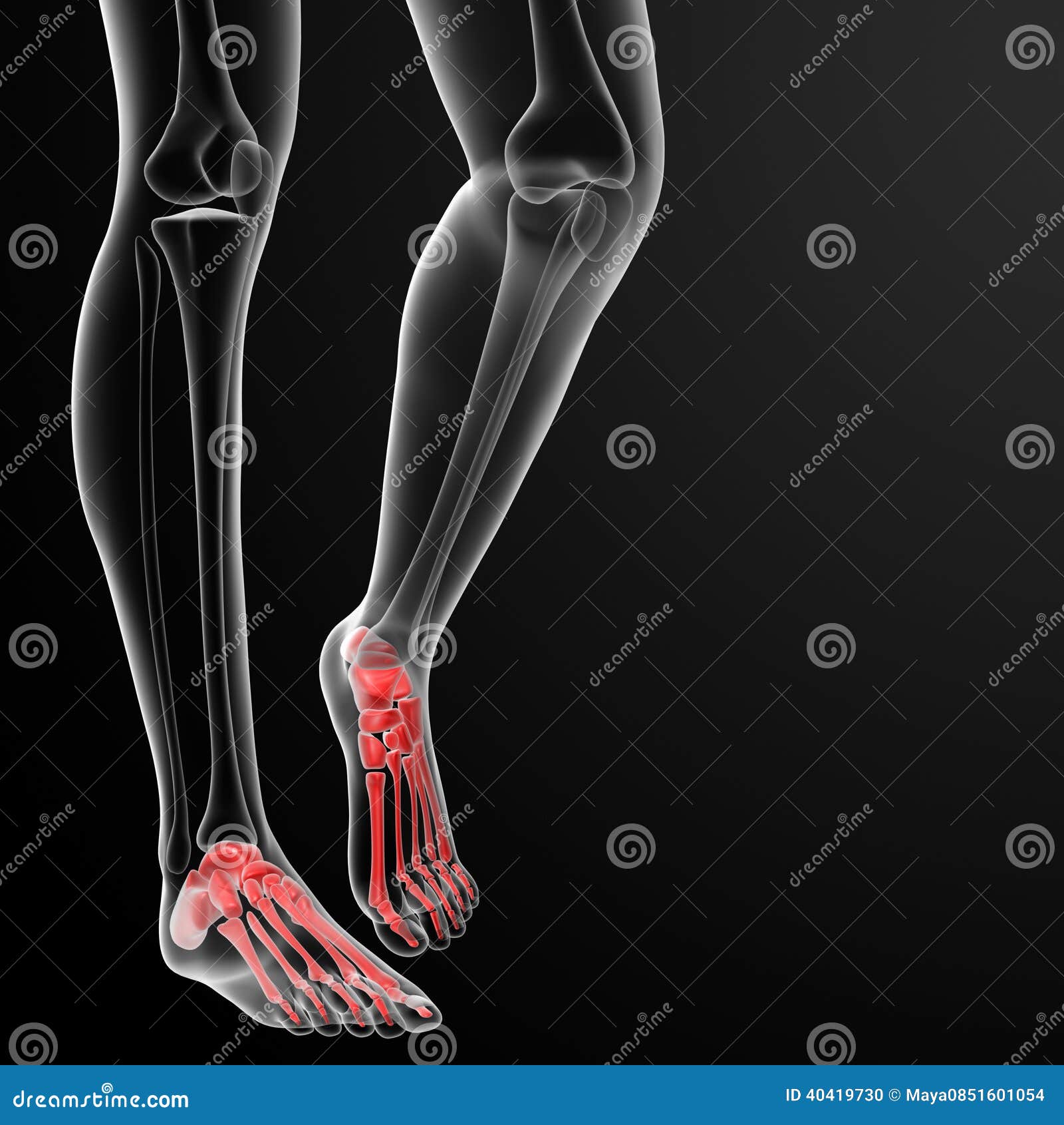 Foot Bone Anatomy Vector Illustration | CartoonDealer.com #137078054