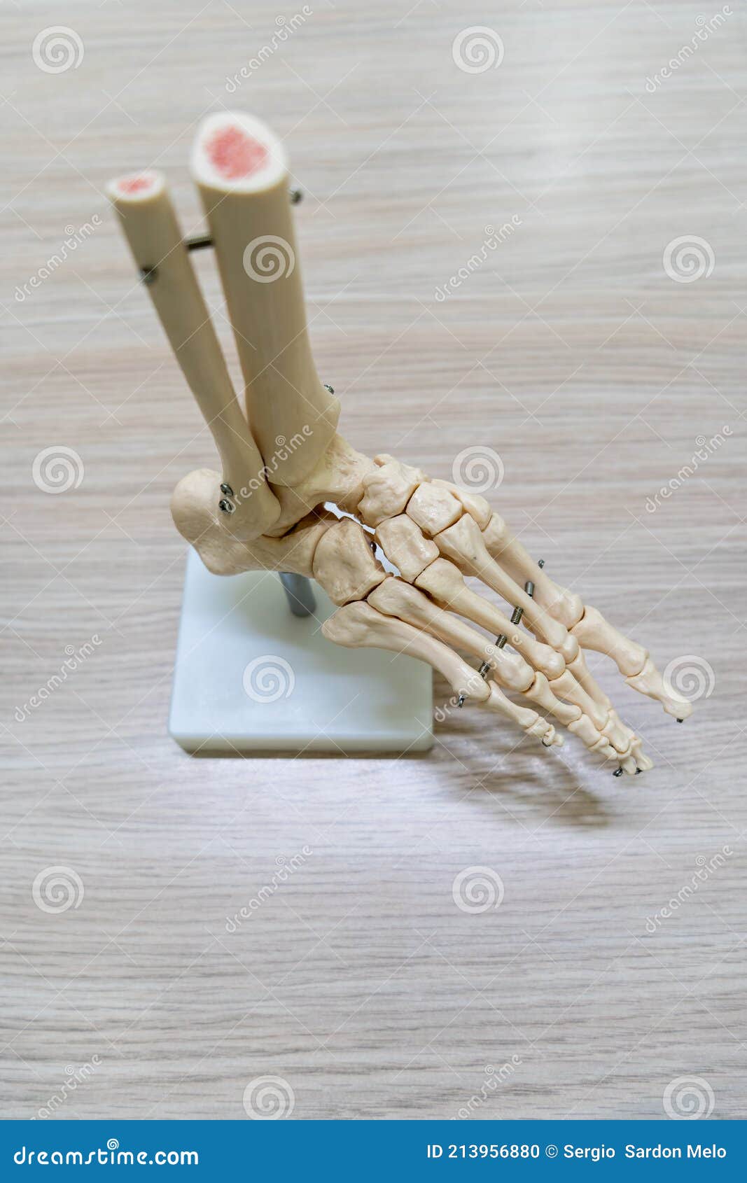 Foot bone model stock photo. Image of lighting, ceramic - 213956880