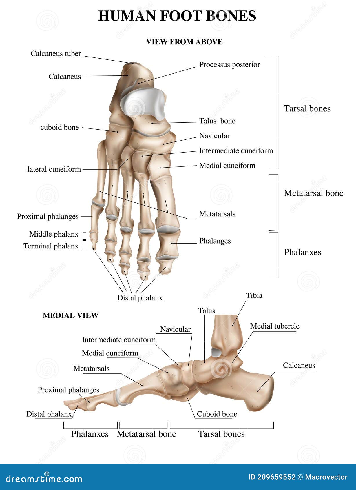 Foot Bones Anatomy Composition Stock Vector - Illustration of bone ...