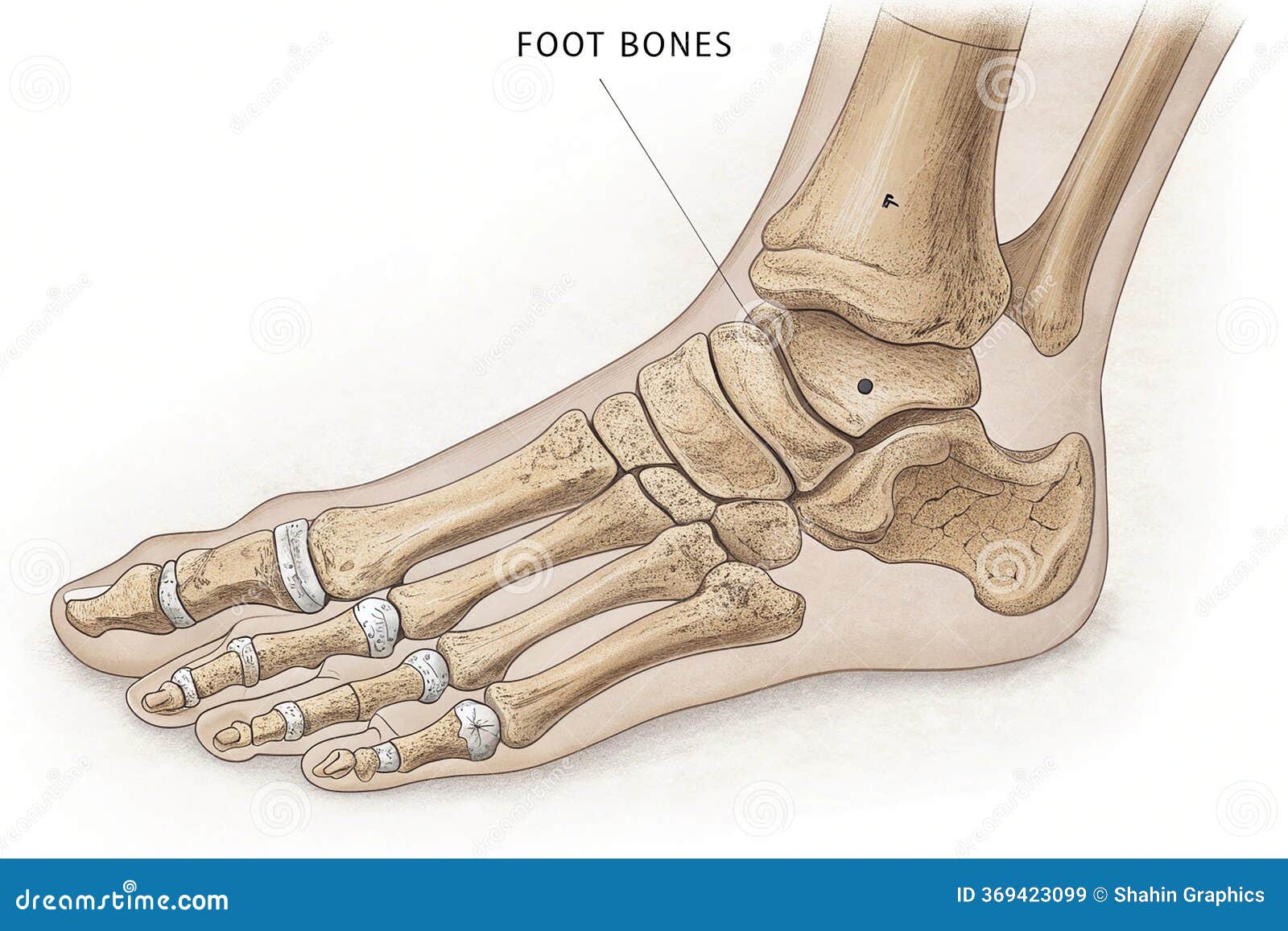 Foot Bones Pencil Drawing Stock Image | CartoonDealer.com #35006437