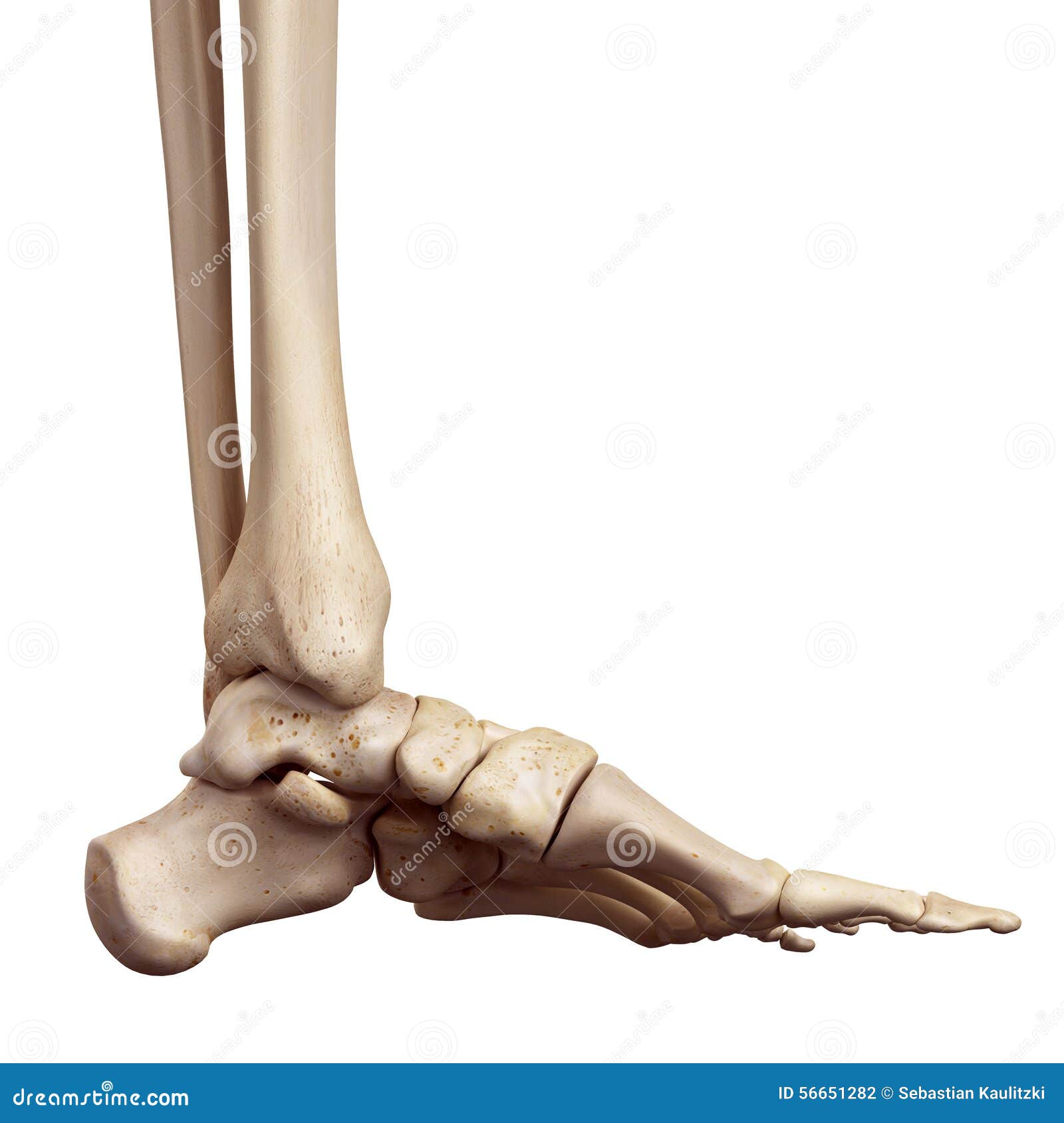 The foot bones stock illustration. Illustration of bones - 56651282