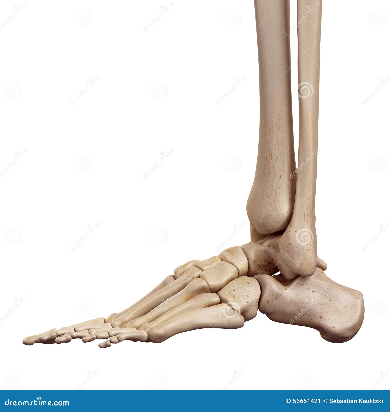 Human Skeleton Foot Side