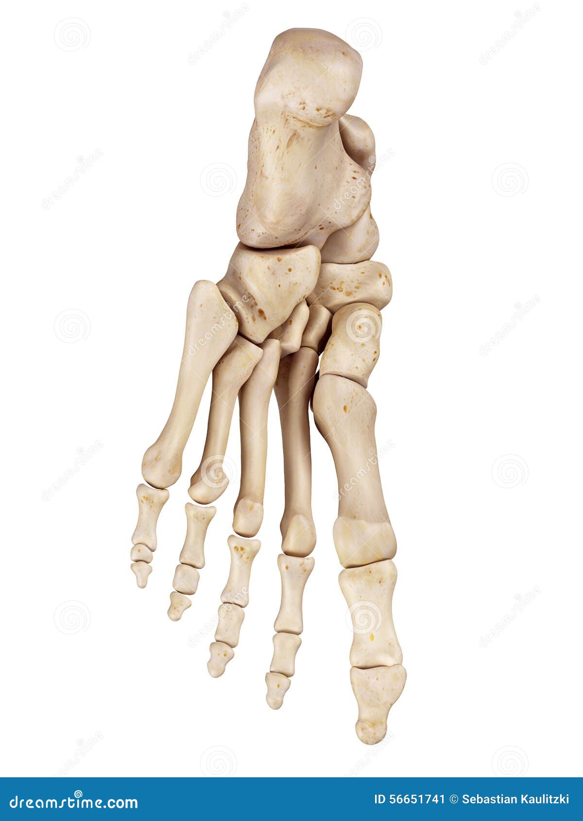 The foot bones stock illustration. Illustration of plantar - 56651741