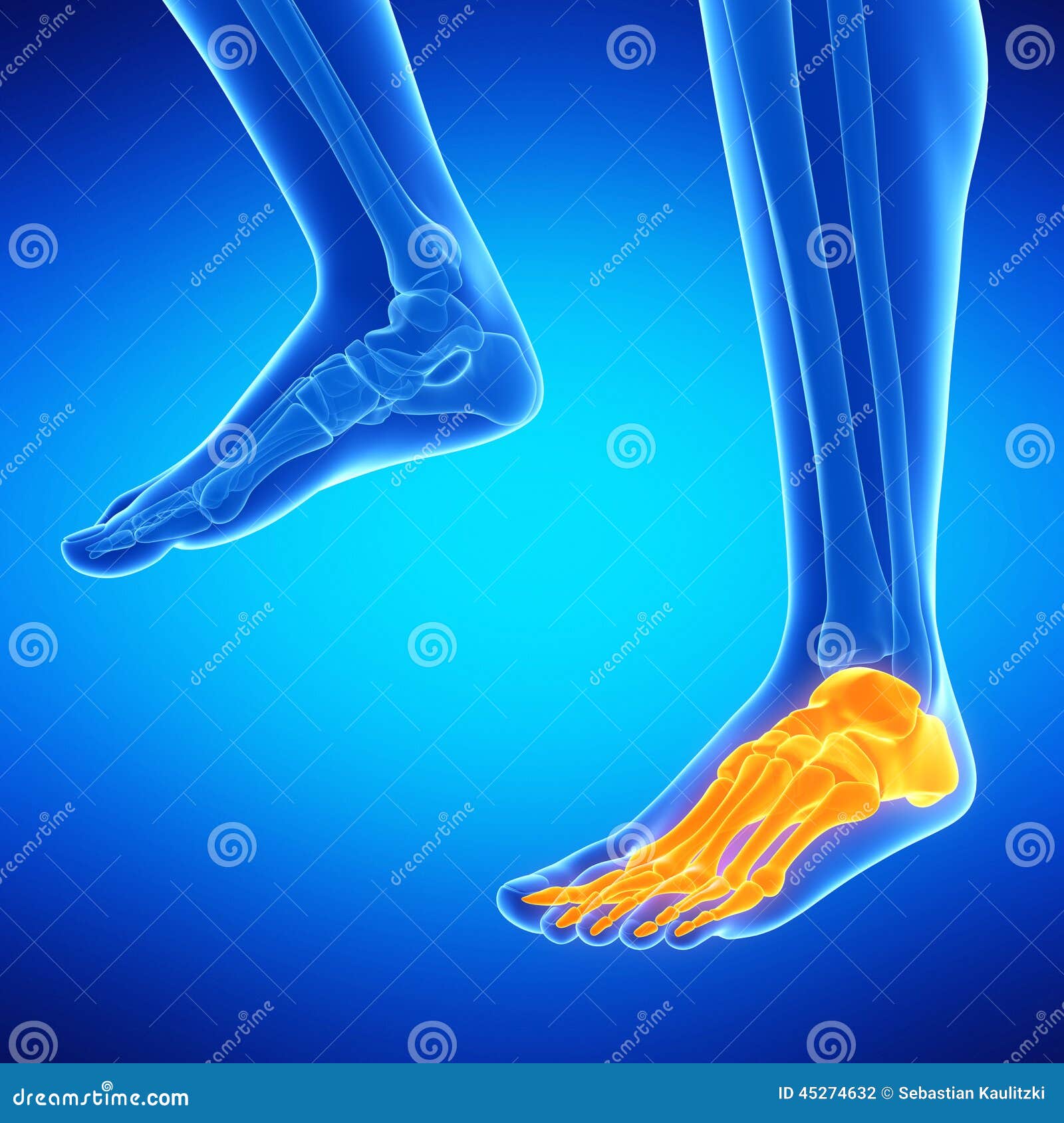 Foot Bones Anatomy Cartoon Vector | CartoonDealer.com #228461865