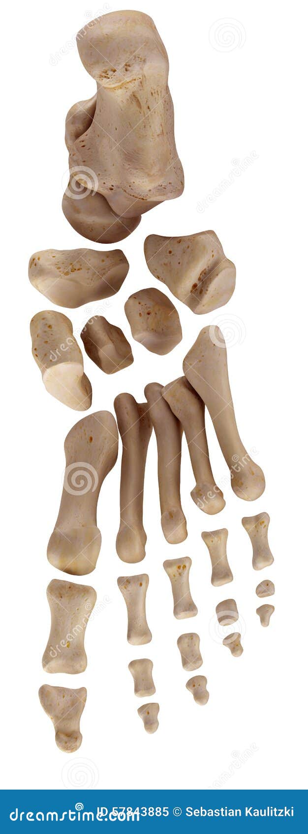 Foot Bones Anatomy Cartoon Vector | CartoonDealer.com #228461865