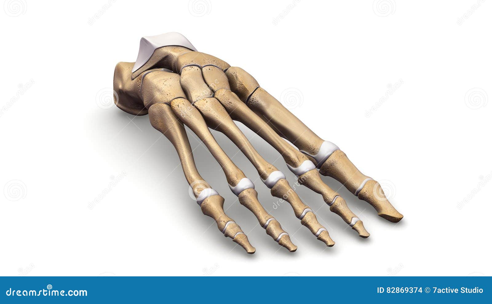 Foot Bones Prespective View Stock Illustration - Illustration of ...