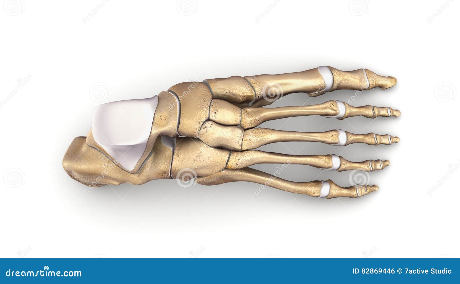 Foot bones top view stock illustration. Illustration of bone - 82869446