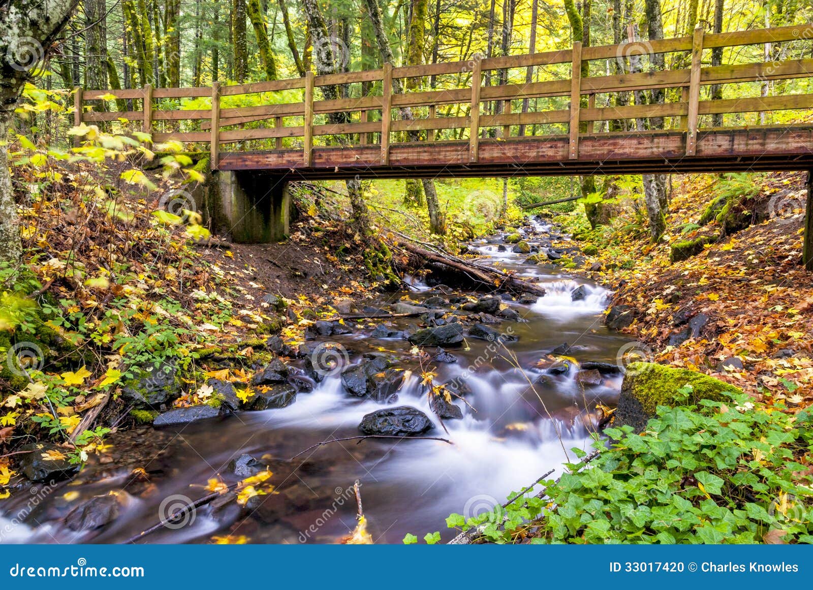 Foot Bridge Leads through a Rain Forest in Oregon Stock Photo - Image ...