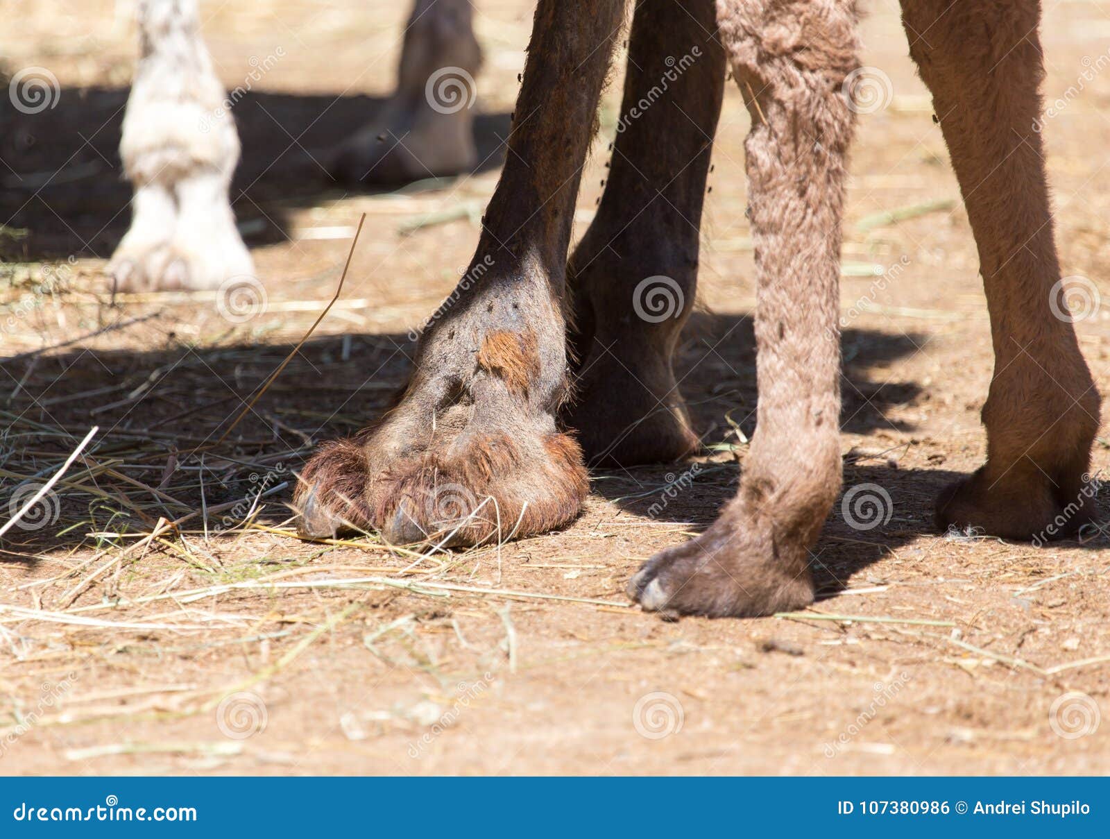 Foot camel stock photo. Image of behavior, sand, destinations - 107380986