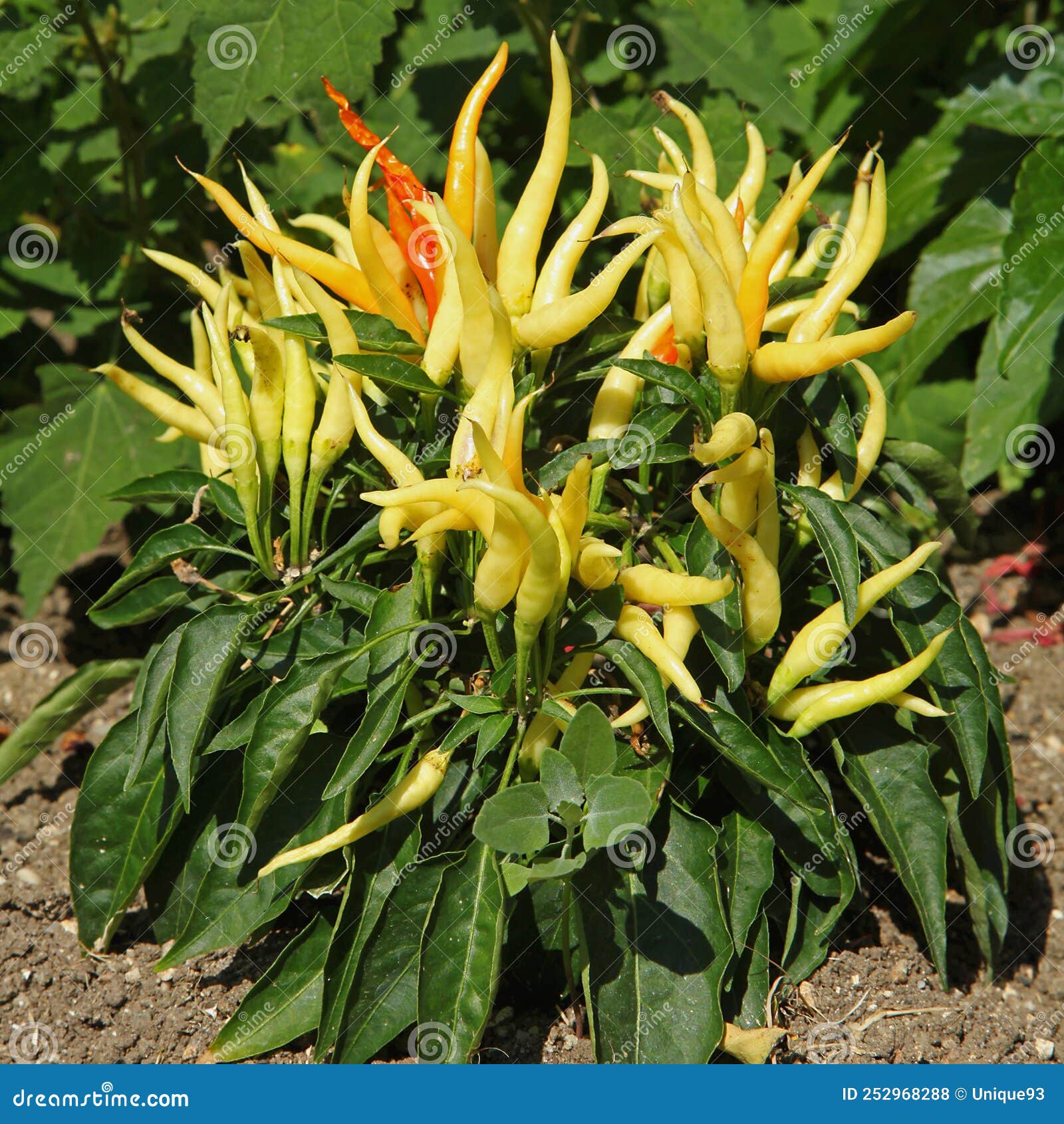 Capsicum Annuum in a Massif Stock Photo - Image of plant, ornamental ...