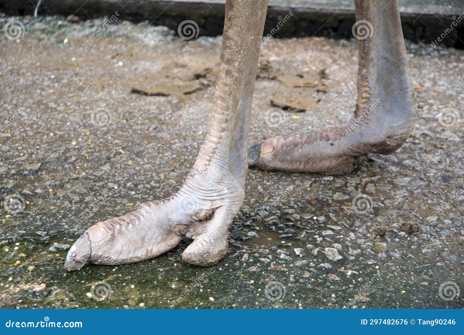 The Foot and Claw of an African Ostrich Stock Photo - Image of closeup ...
