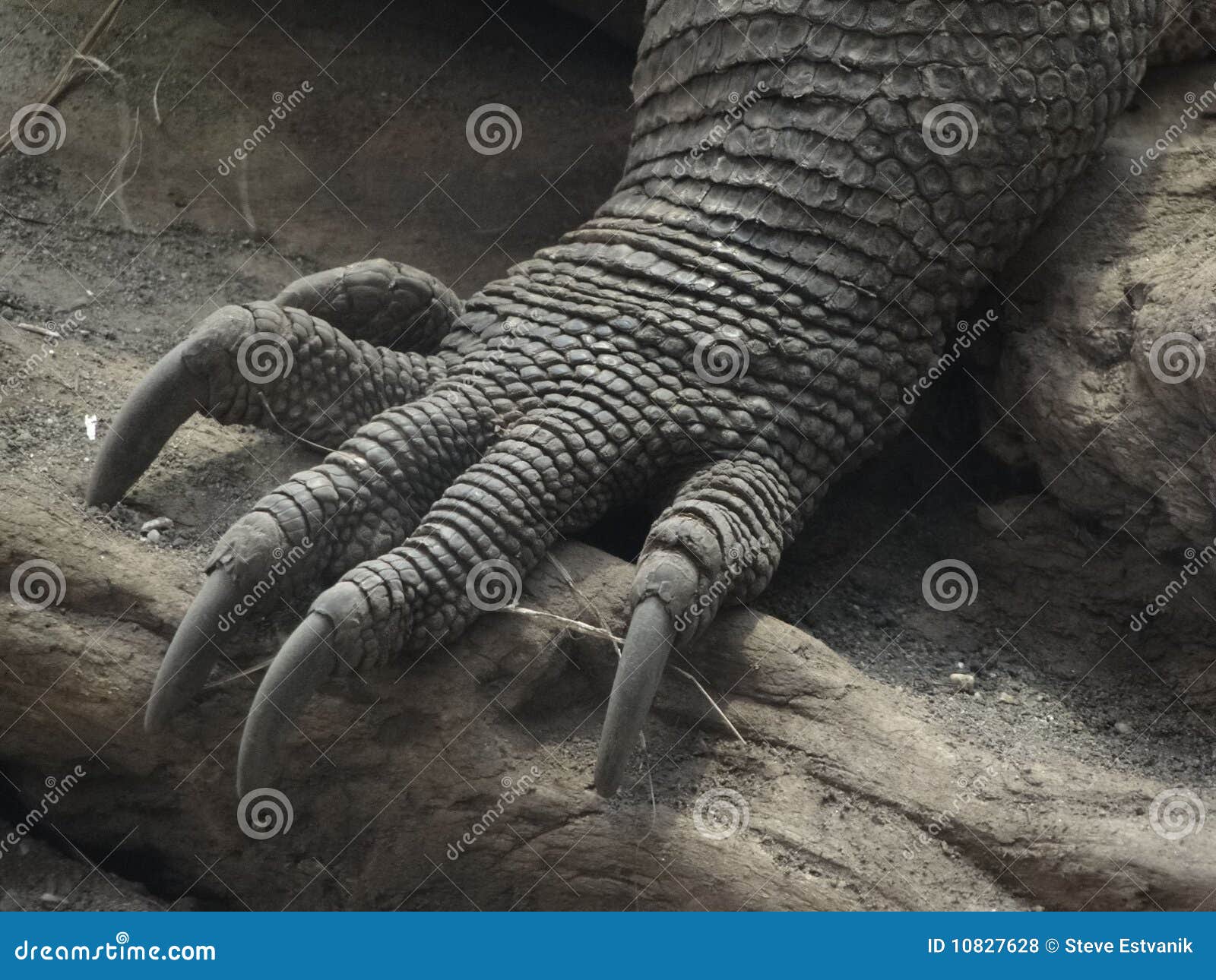 Foot and claws, detail stock photo. Image of slow, animal - 10827628