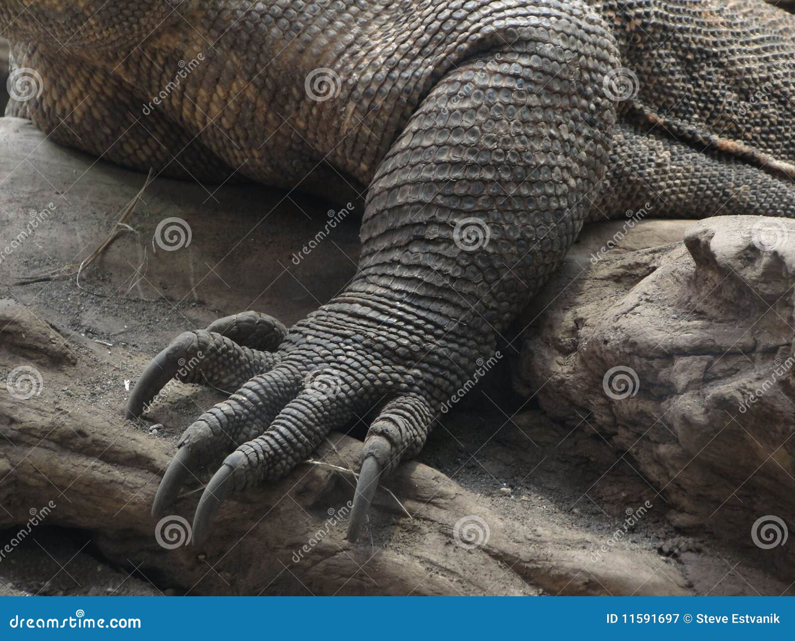 Foot and Claws, Detail, Komodo Stock Image - Image of scales, animal ...