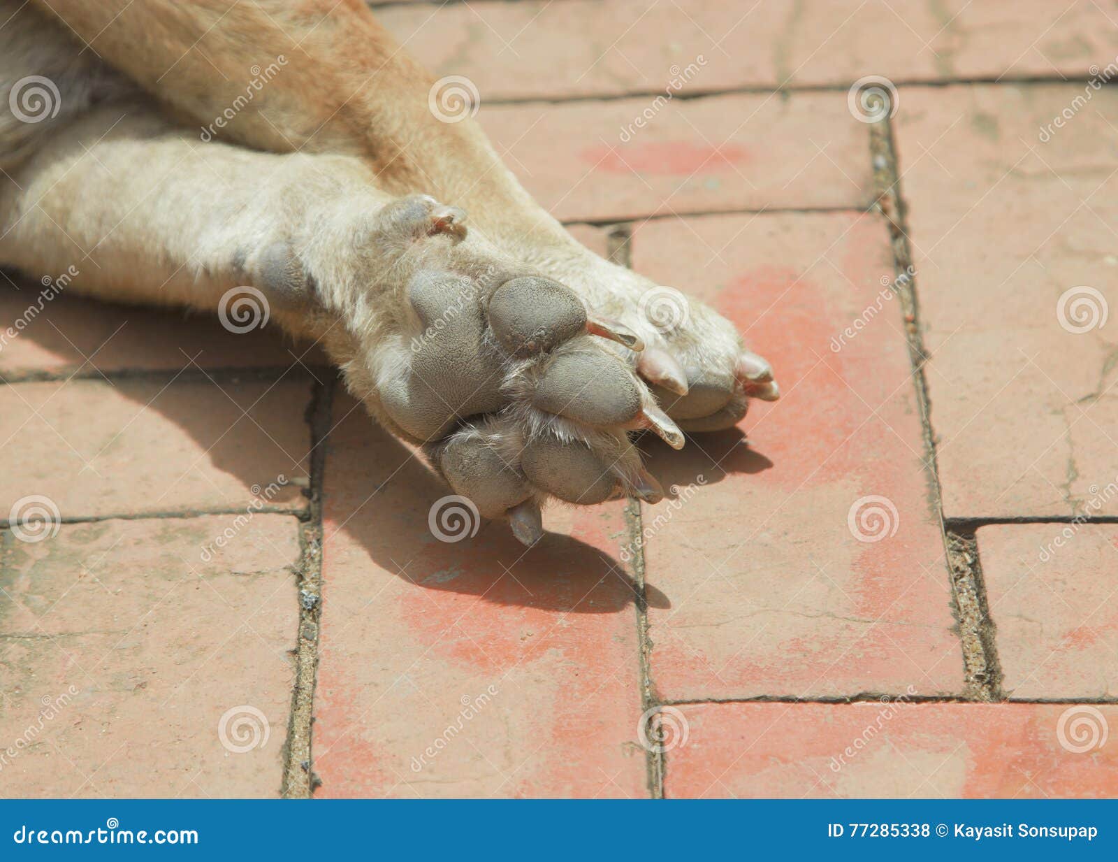 Foot dog stock photo. Image of claw, nail, animal, foot - 77285338