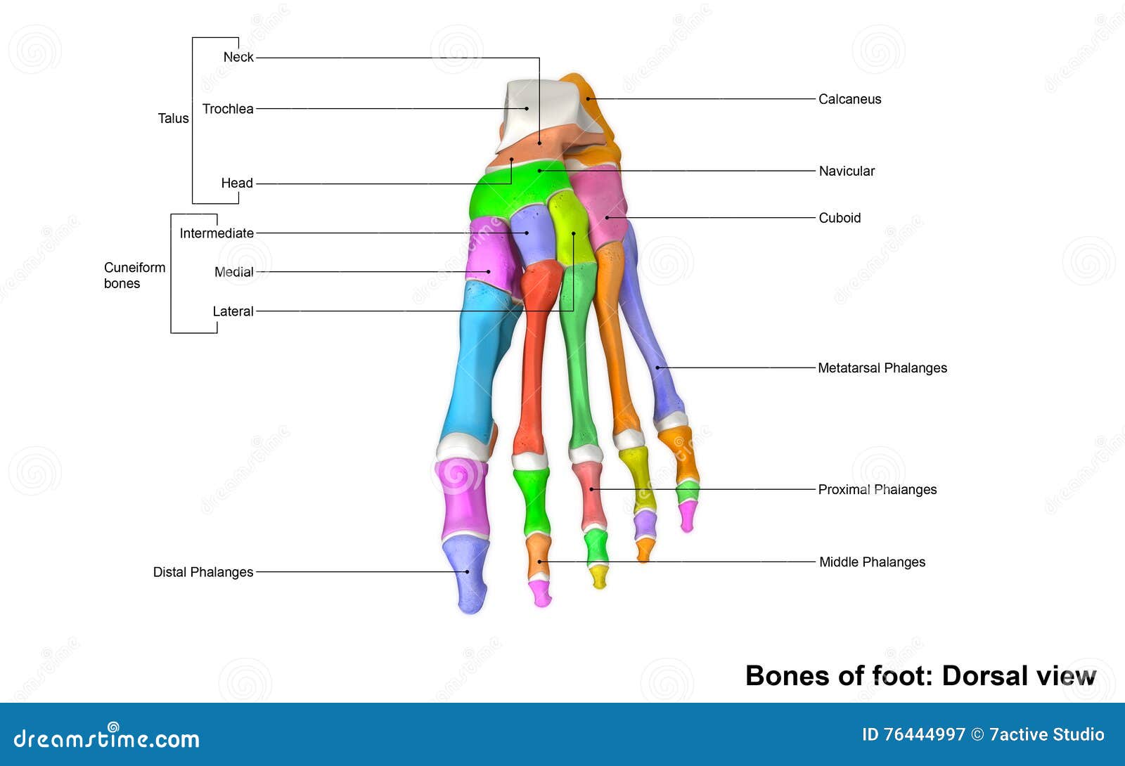 Foot Dorsal view stock image. Image of posteriordorsal - 76444997