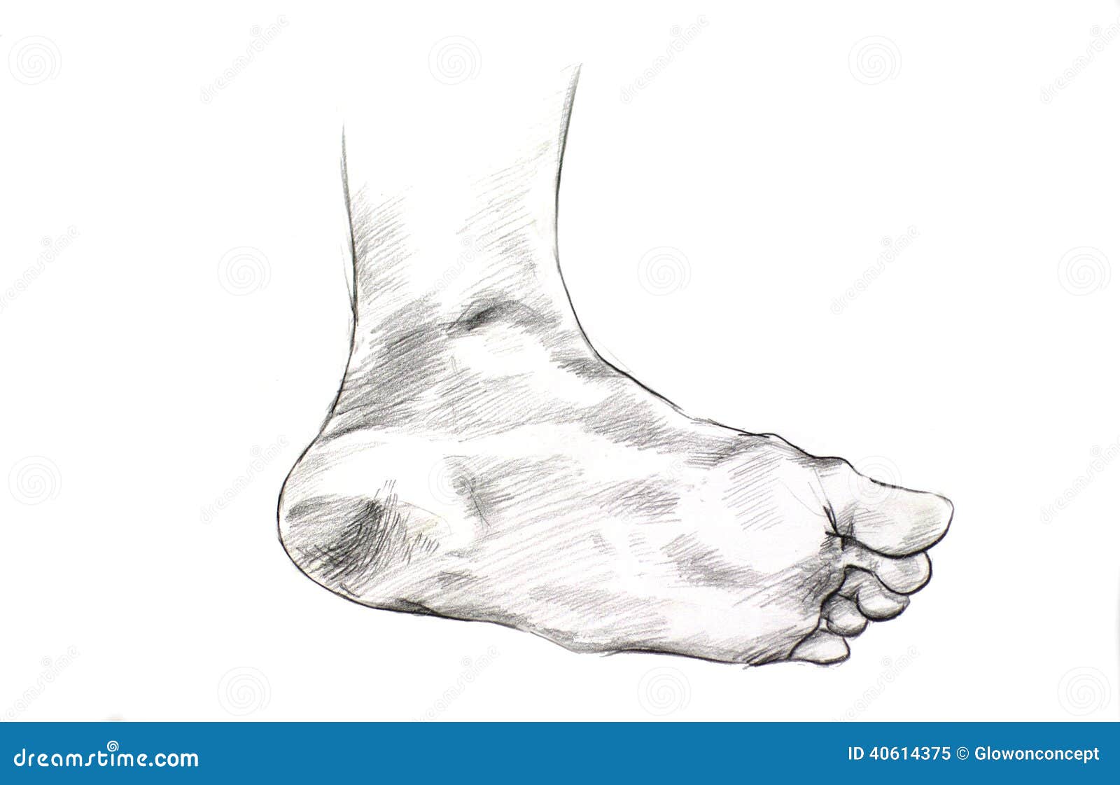 Man Foot Drawing Cartoon, Shoe Size Foot Anatomy Human Sole Vector ...