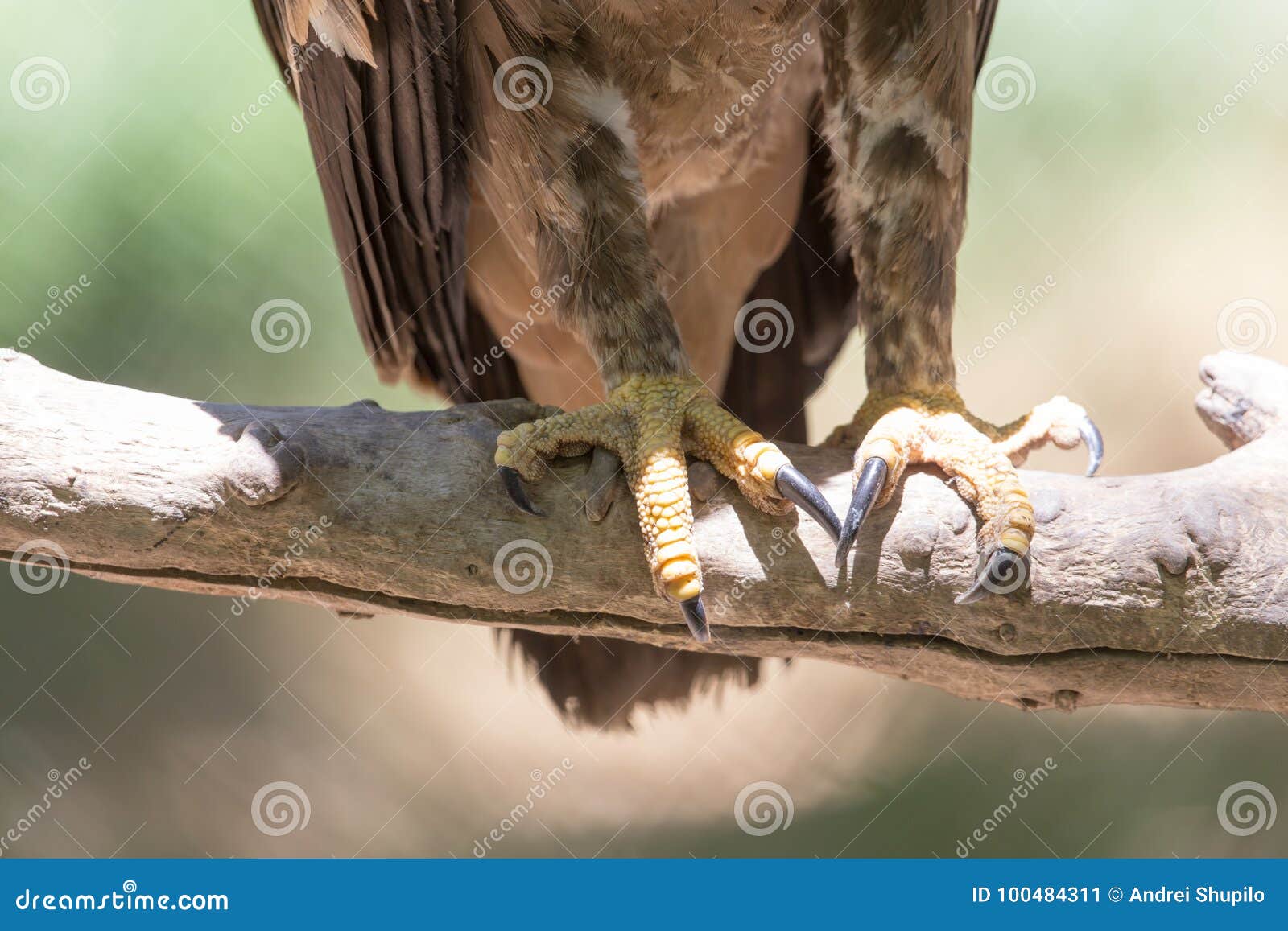 Foot eagle stock image. Image of hunter, powerful, animal - 100484311