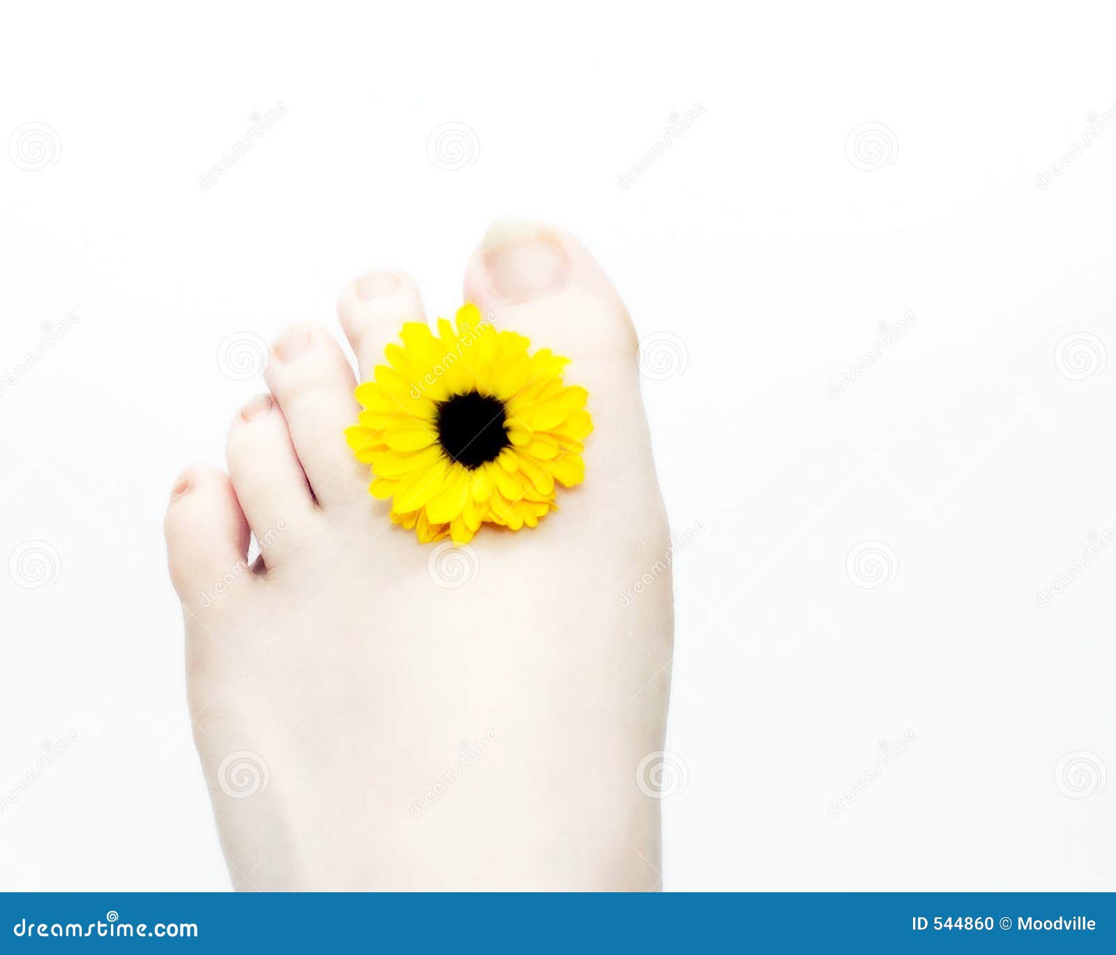 Foot and Flower stock photo. Image of flora, nature, isolated - 544860