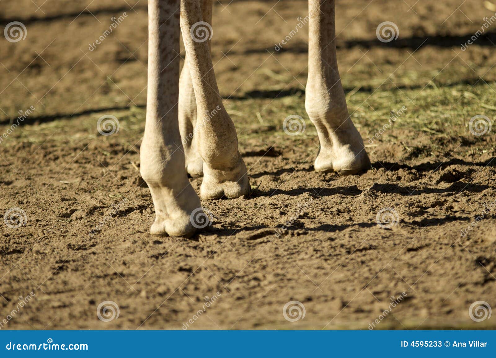 Foot giraffe stock image. Image of nature, legs, animals - 4595233