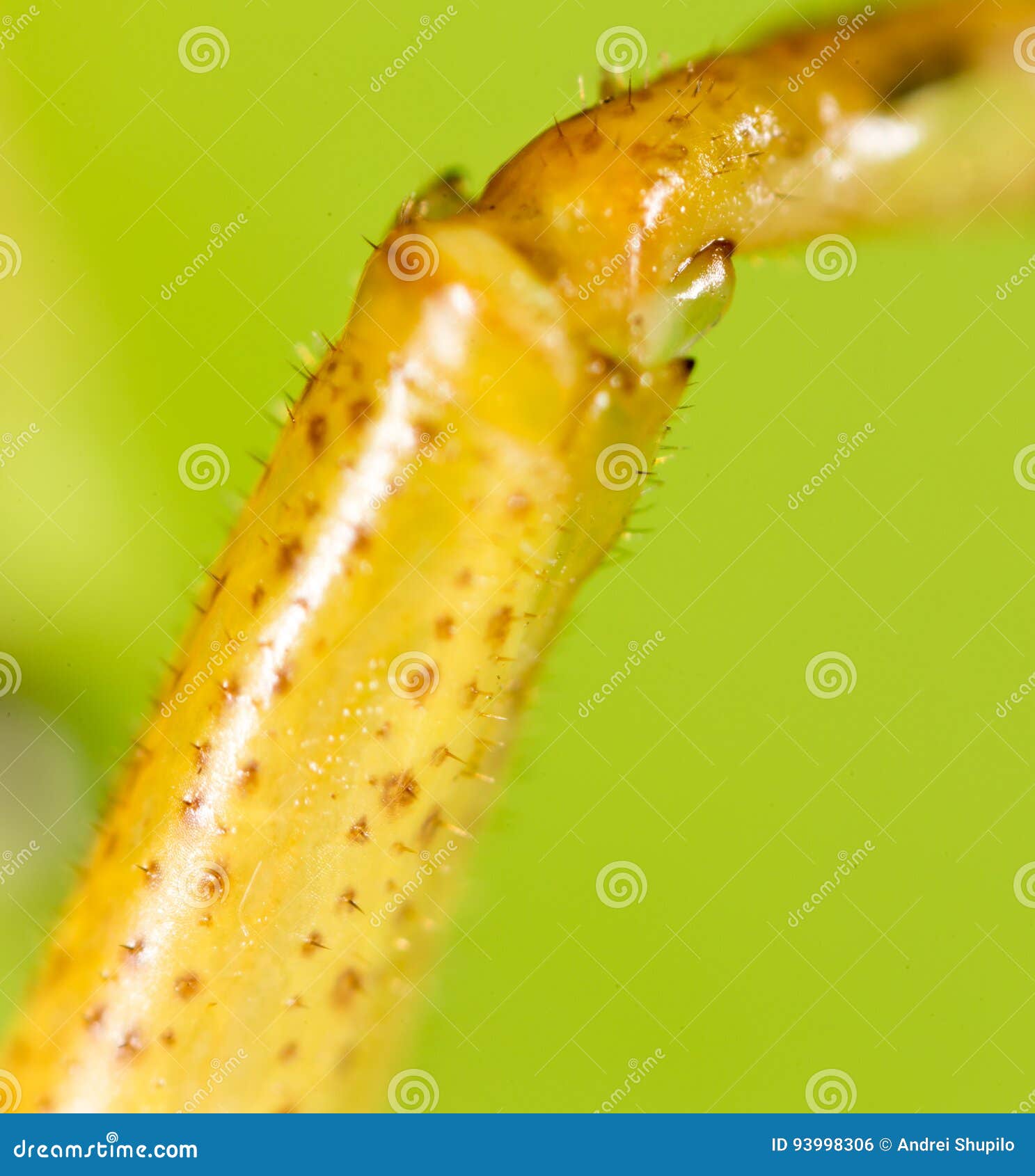 Foot Grasshopper. Super Macro Stock Photo - Image of feelers, insect ...