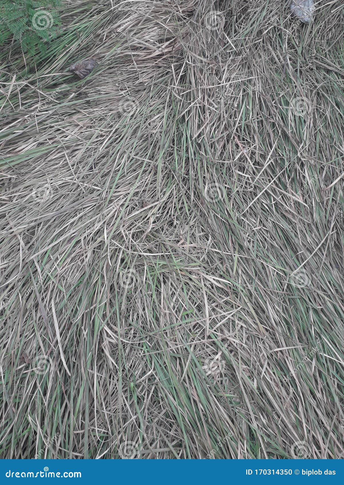 Foot hash stock photo. Image of advanced, foot, nacher - 170314350